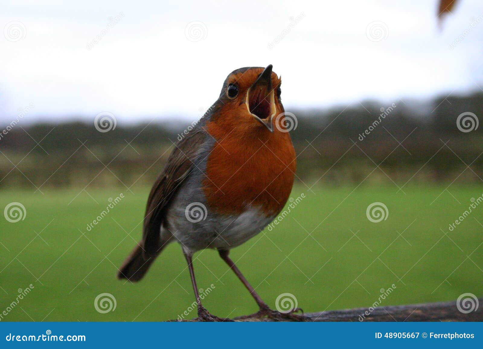 Robin stock image. Image of open, breast, singing, bird - 48905667