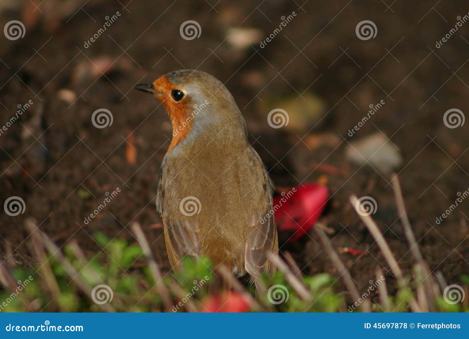Robin stock photo. Image of robin, bird, breast, garden - 45697878