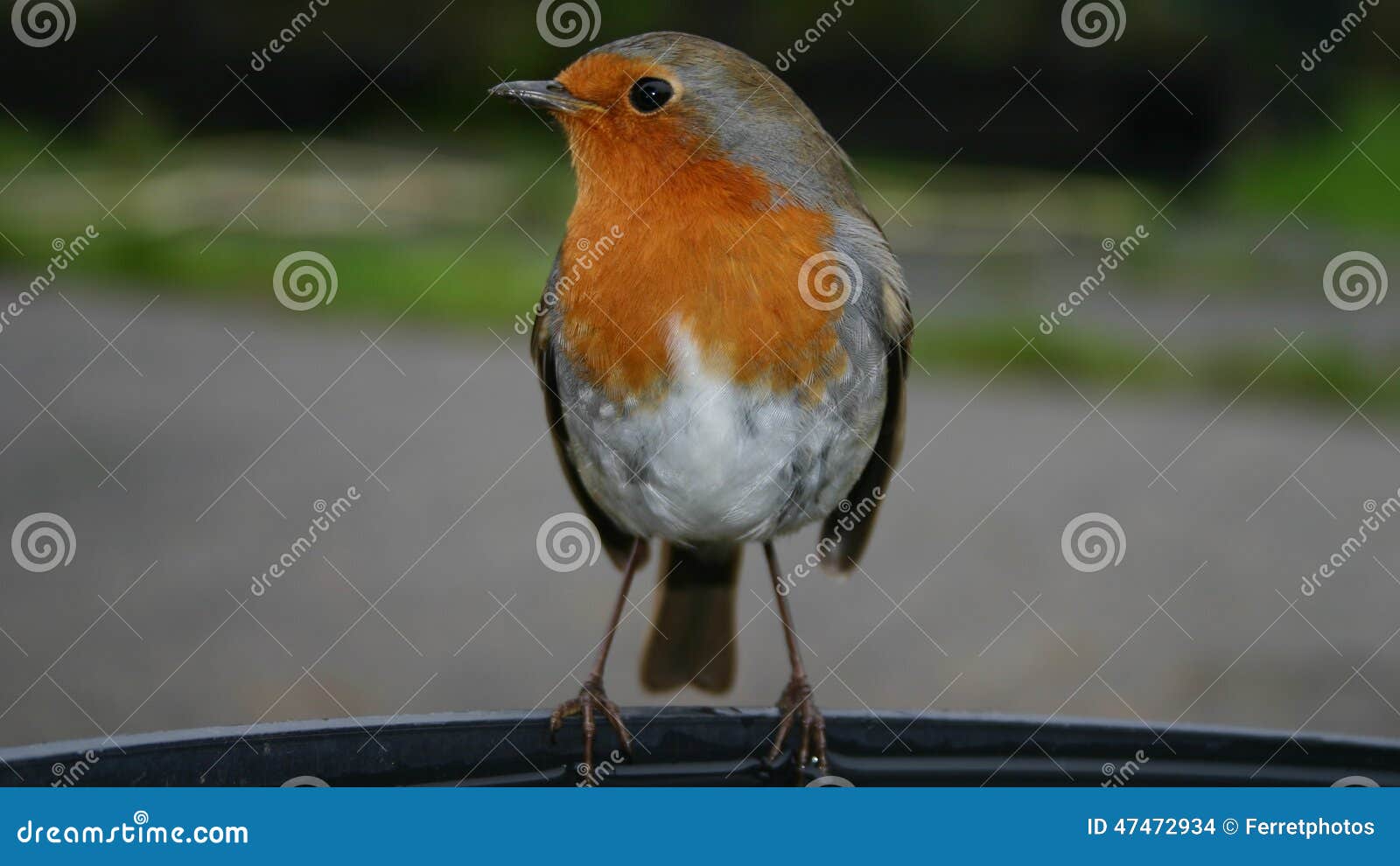 Robin stock photo. Image of proud, robin, looking, breast - 47472934