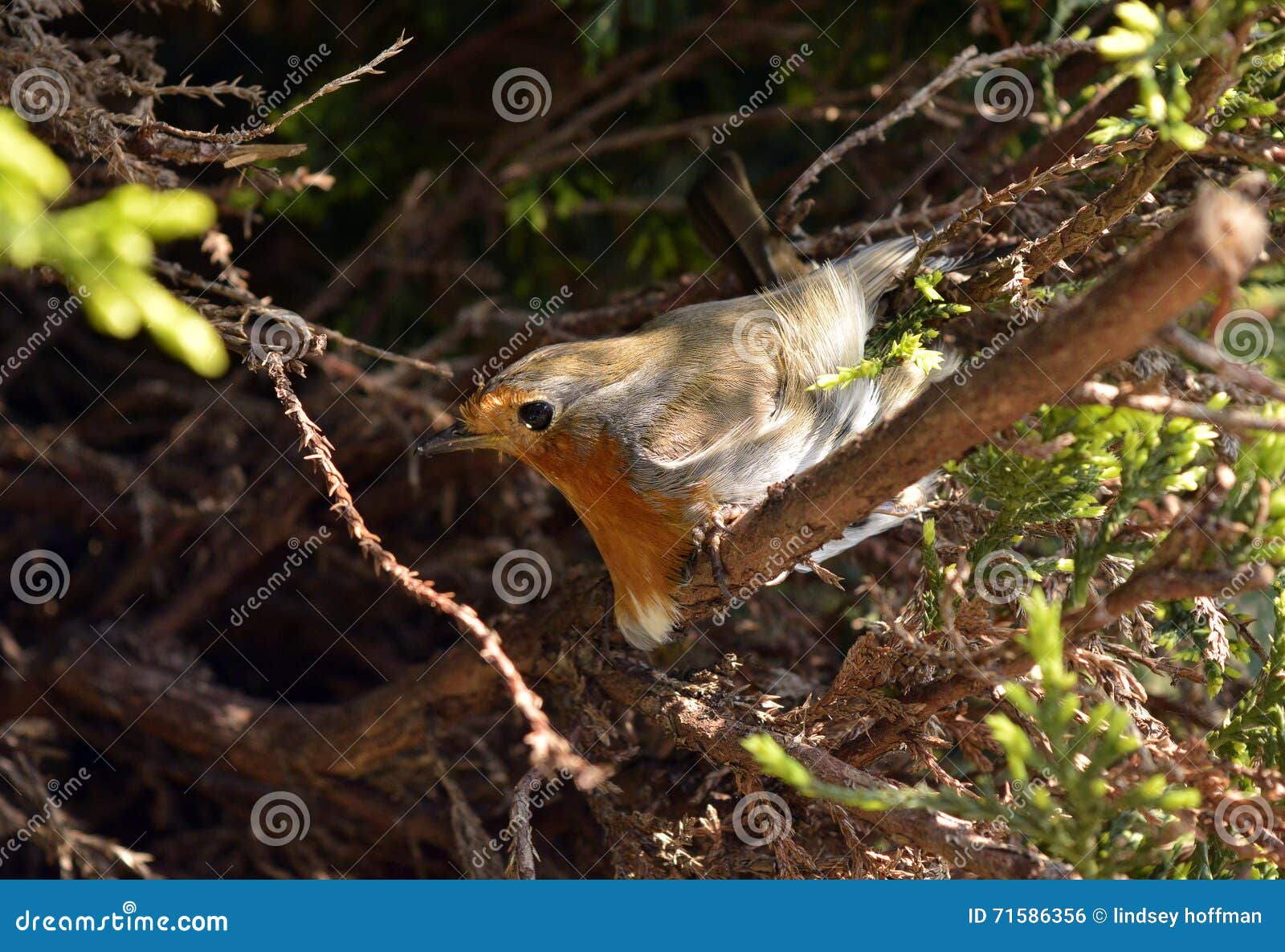 Robin red breast bird stock photo. Image of babies, protecting - 71586356