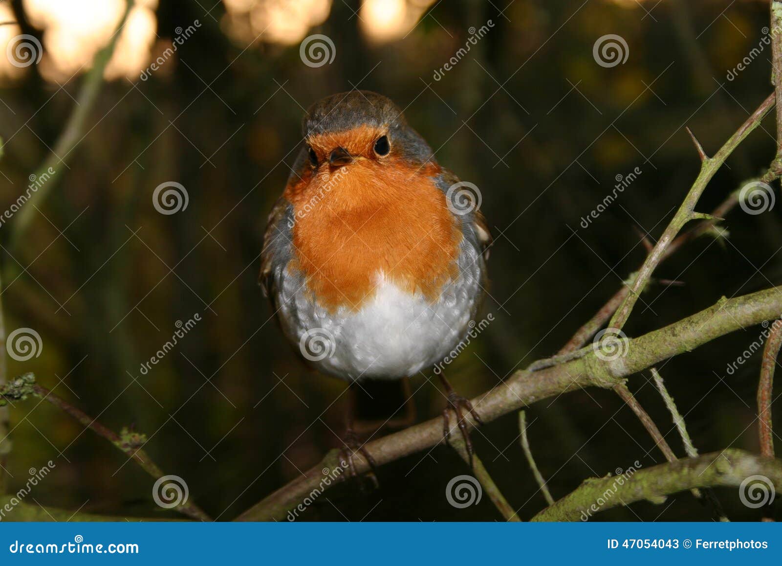 Robin stock image. Image of branch, breast, puffed, robin - 47054043