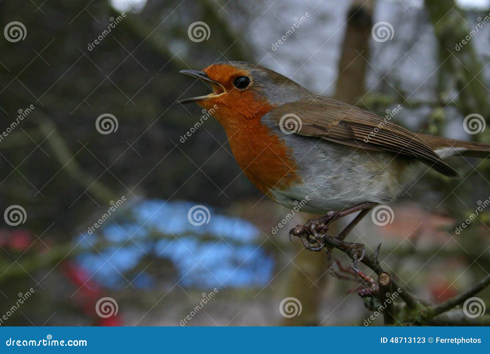 Robin stock image. Image of bird, singing, robin, breast - 48713123