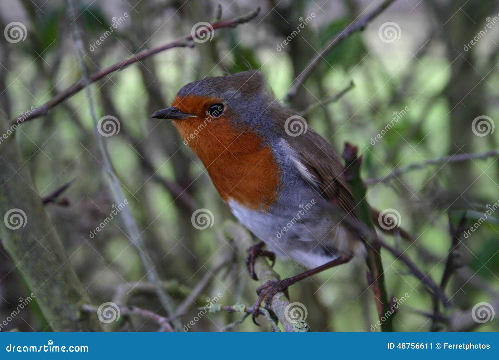 Robin stock image. Image of feathers, bird, bush, hedge - 48756611