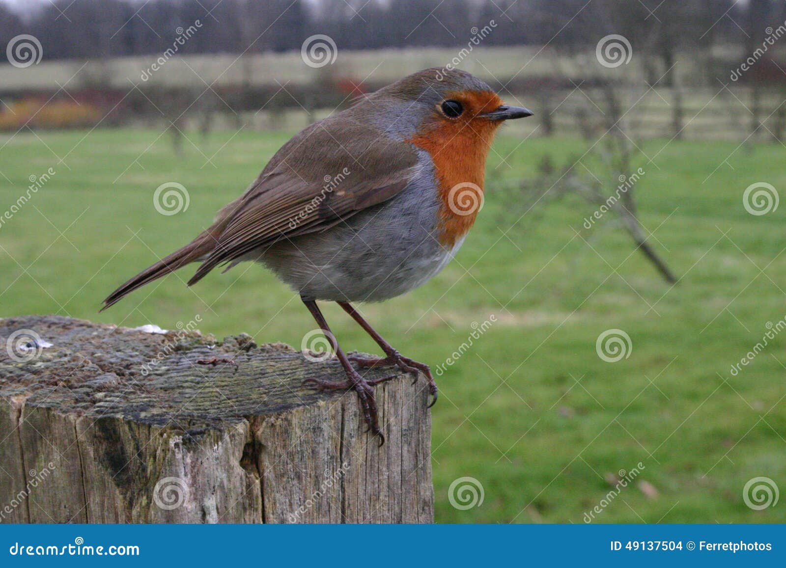 Robin stock photo. Image of breast, post, sitting, robin - 49137504