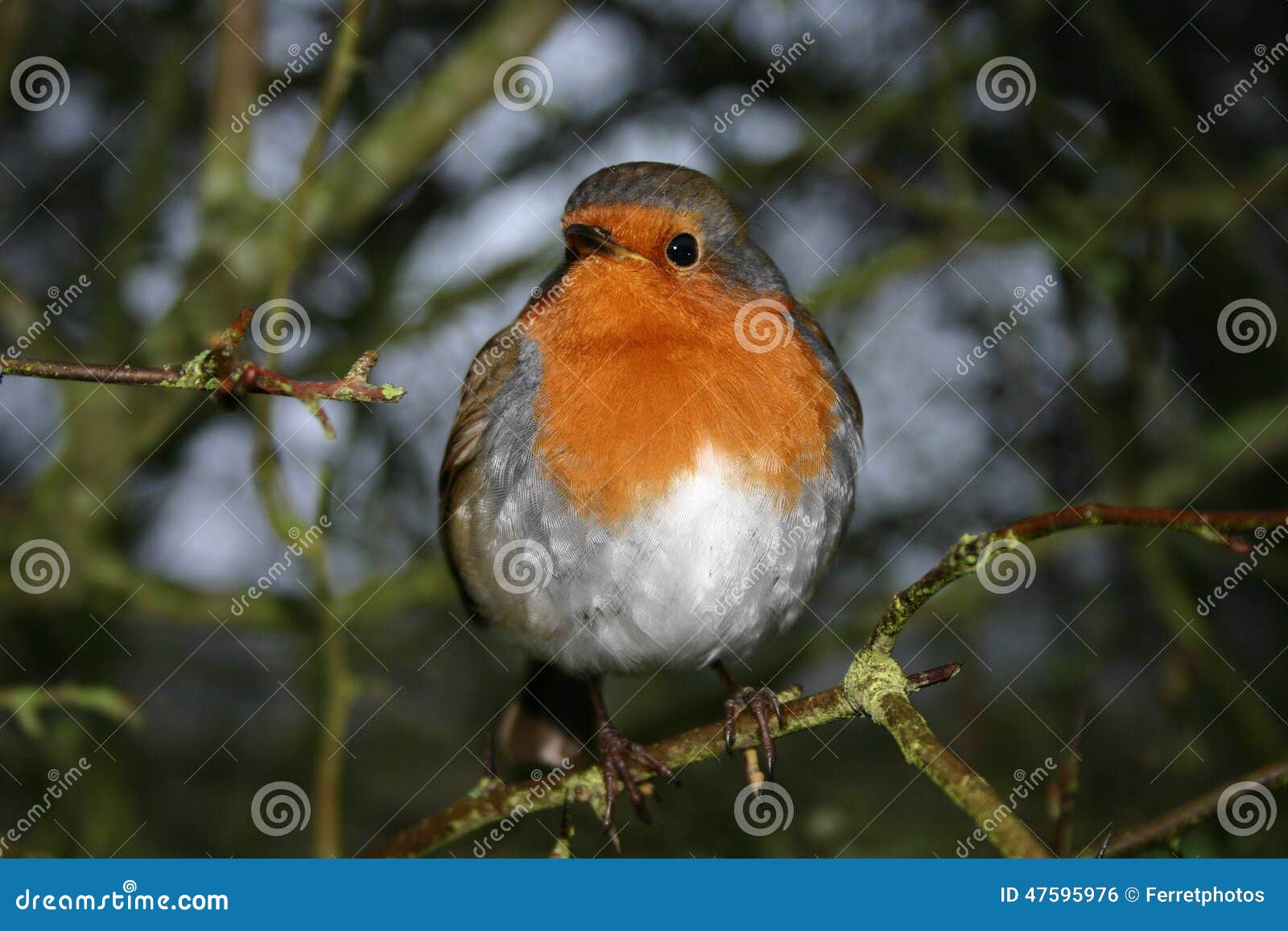 Robin stock photo. Image of bird, sitting, robin, hedge - 47595976