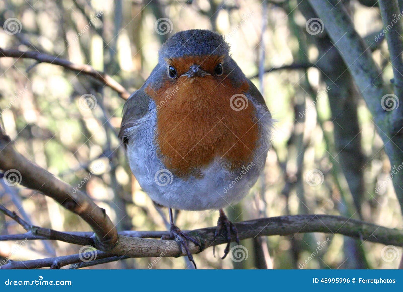 Robin stock photo. Image of bird, sitting, looking, robin - 48995996