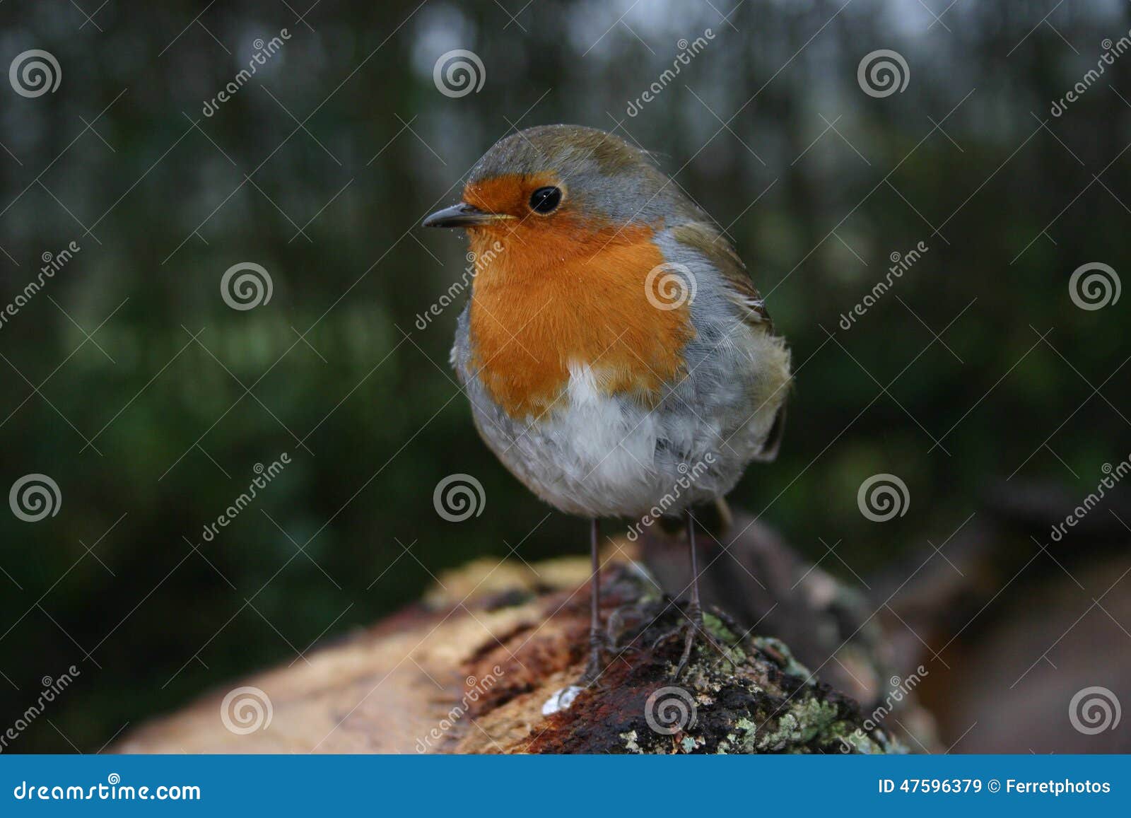 Robin stock image. Image of breast, sitting, robin, bird - 47596379