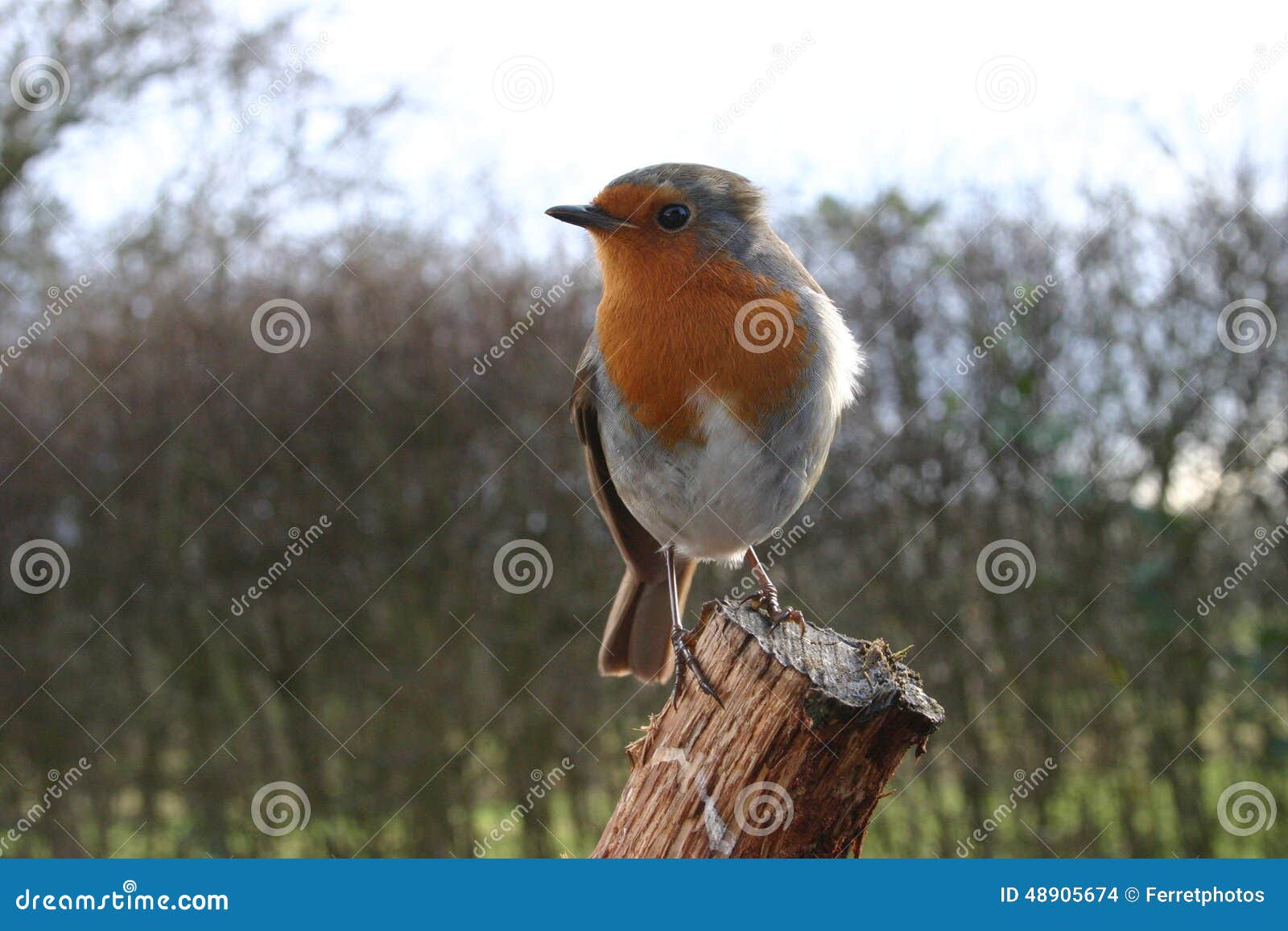 Robin stock photo. Image of bird, robin, breast, perch - 48905674