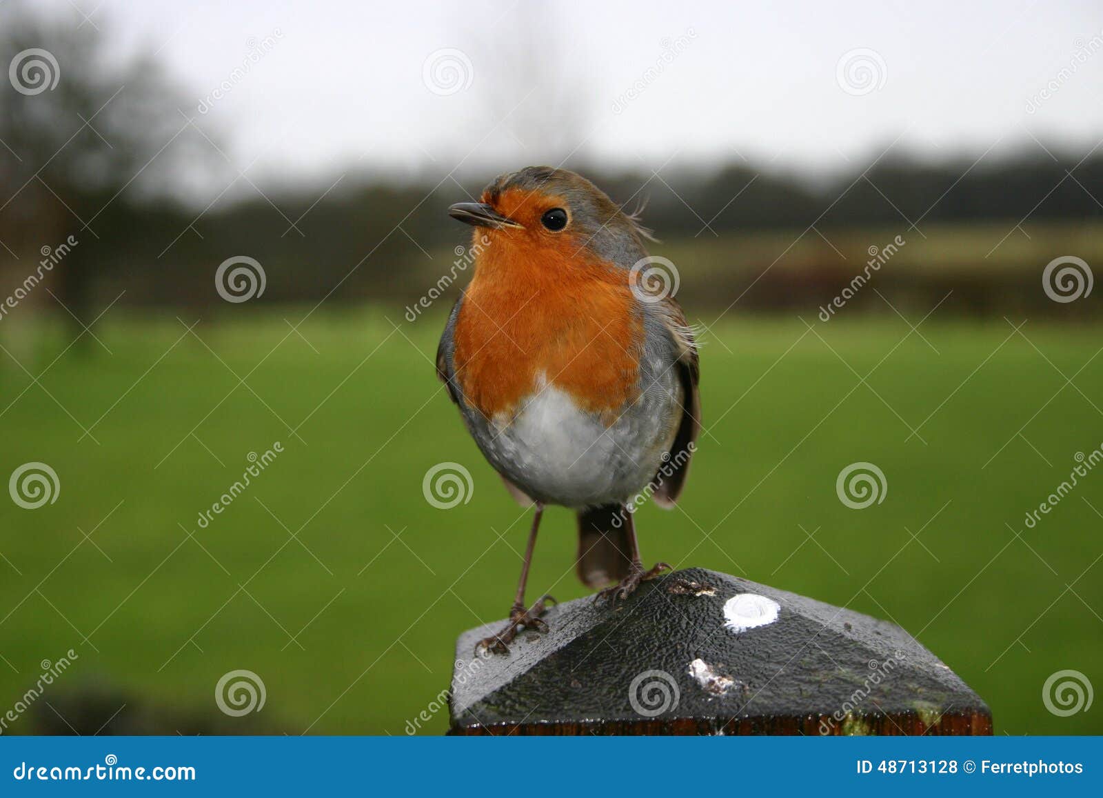 Robin stock photo. Image of robin, soaking, sitting, breast - 48713128