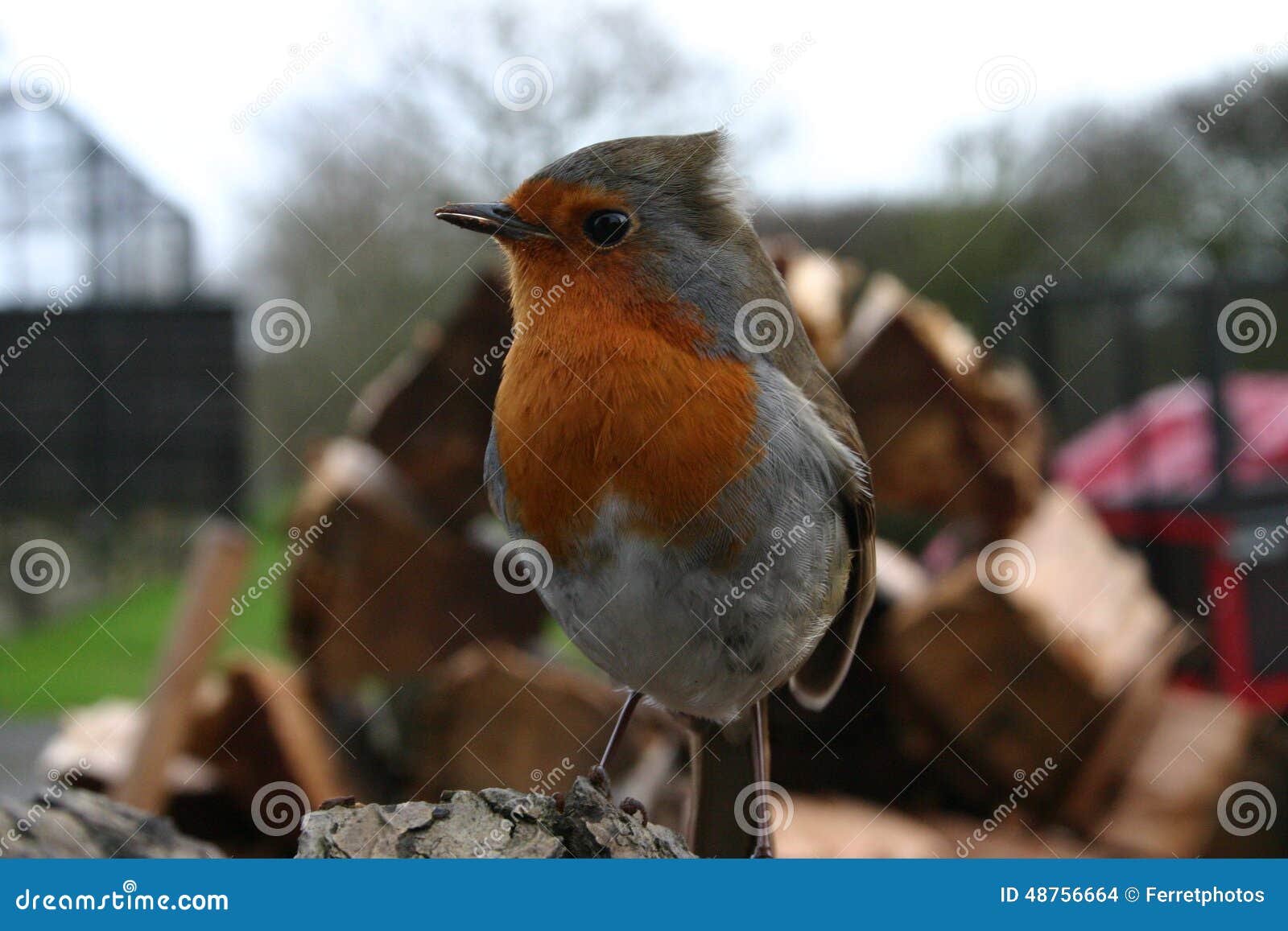 Robin stock photo. Image of robin, blowing, sitting, bird - 48756664