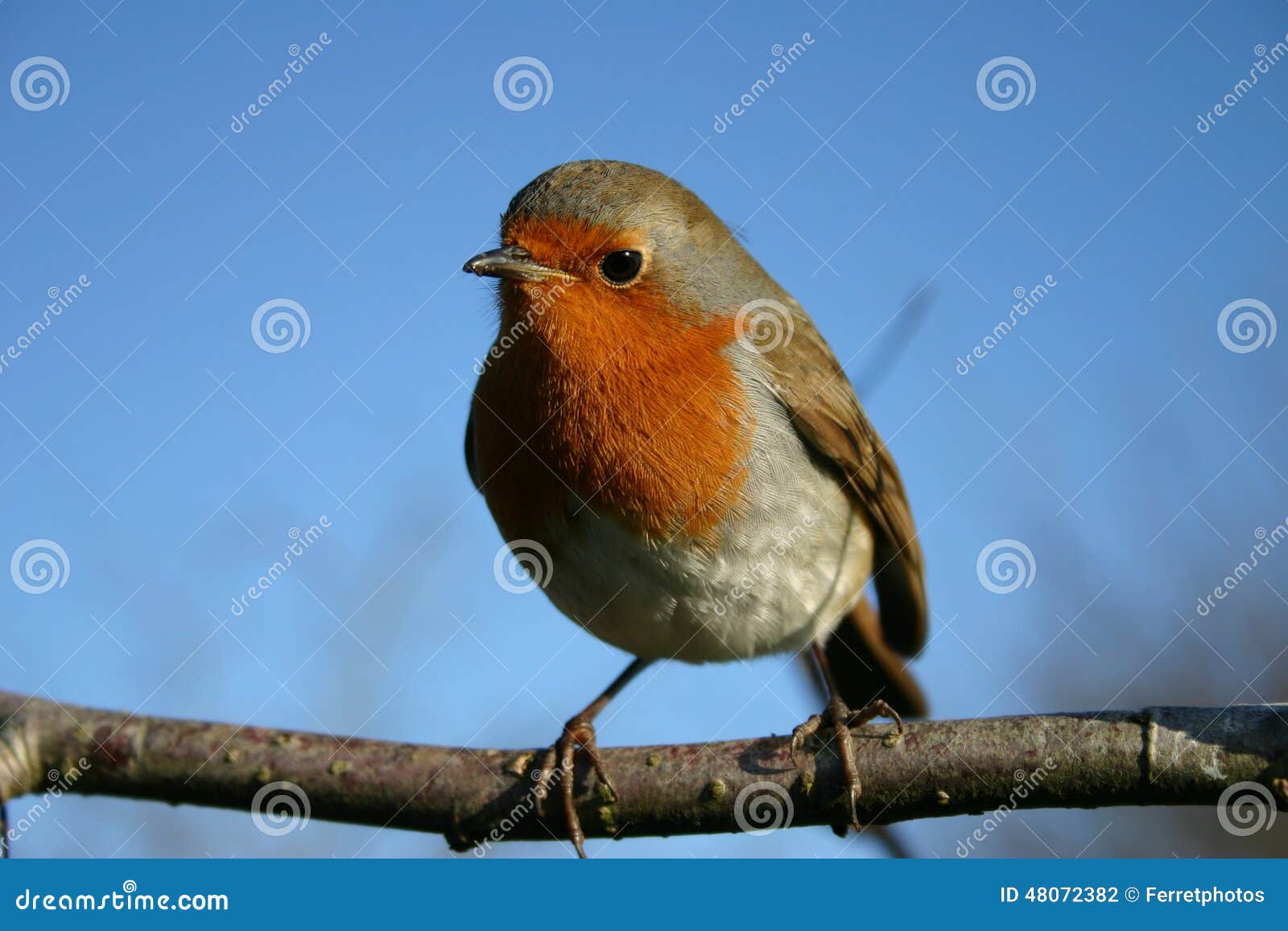 Robin stock photo. Image of branch, breast, bird, blue - 48072382