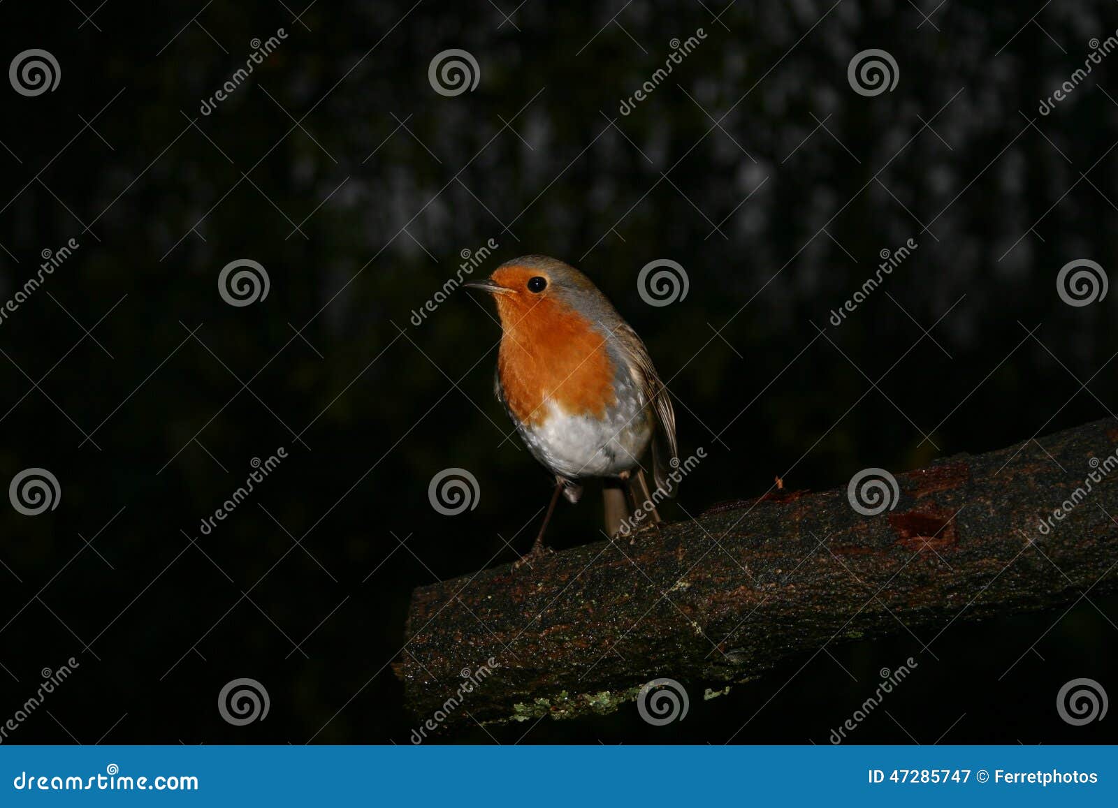 Robin stock image. Image of branch, standing, robin, breast - 47285747