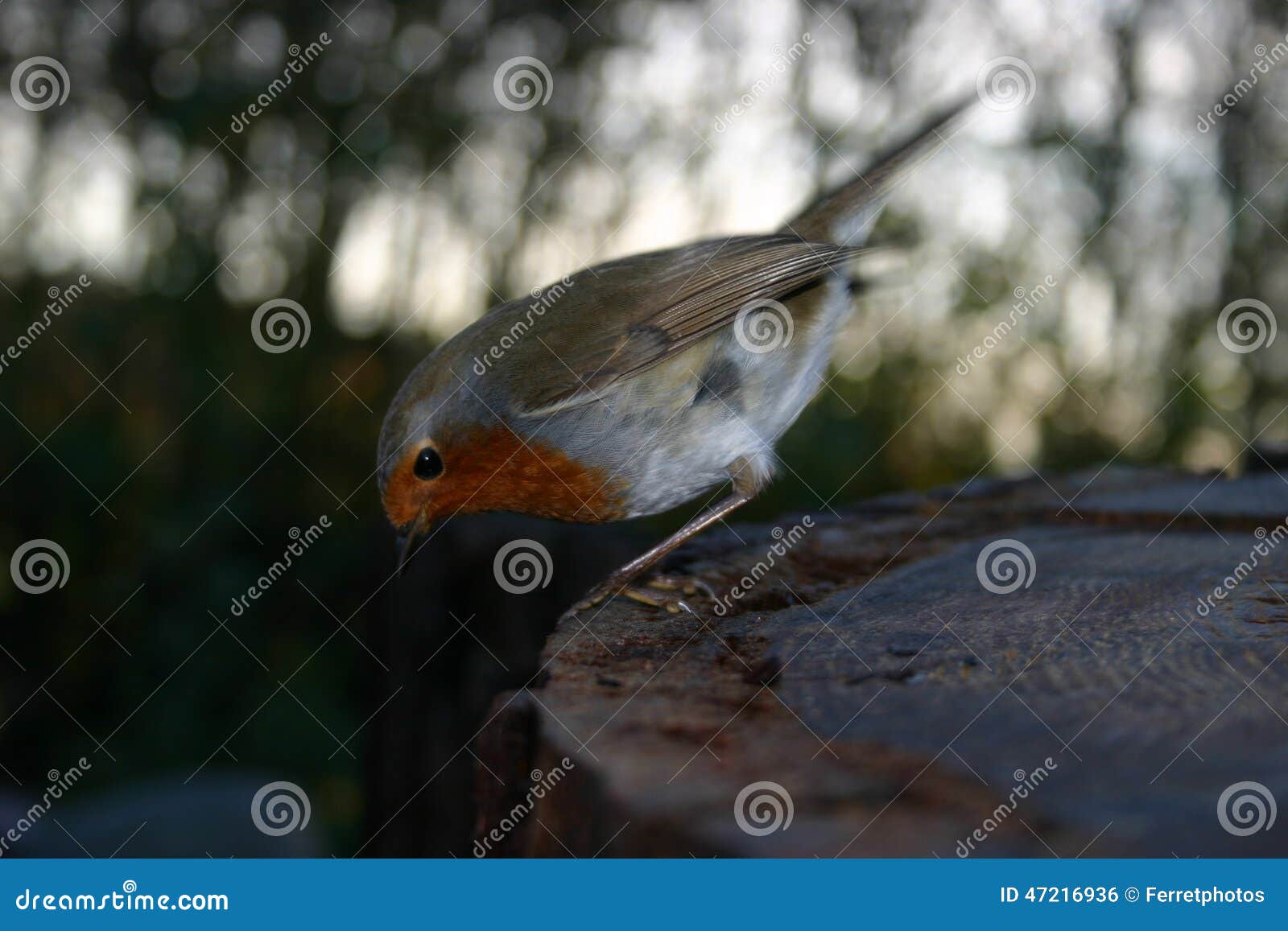 Robin stock photo. Image of robin, looking, bird, standing - 47216936