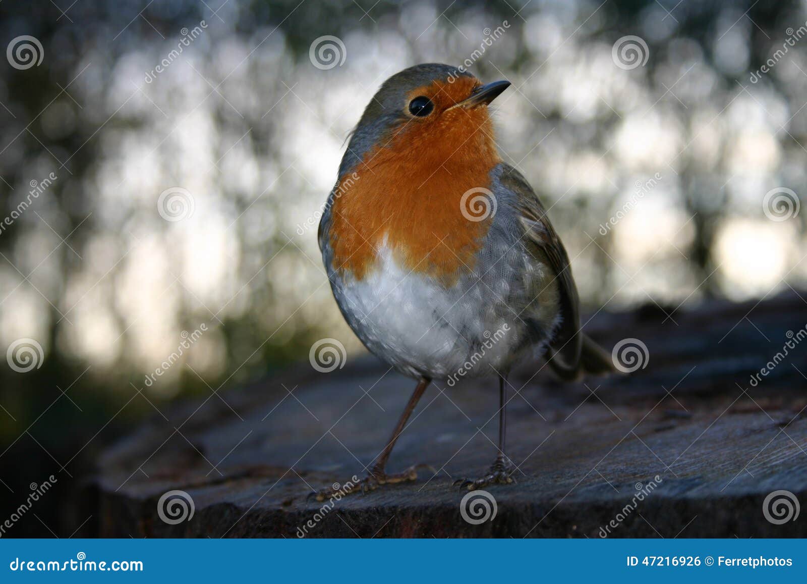 Robin stock photo. Image of bird, robin, proud, looking - 47216926
