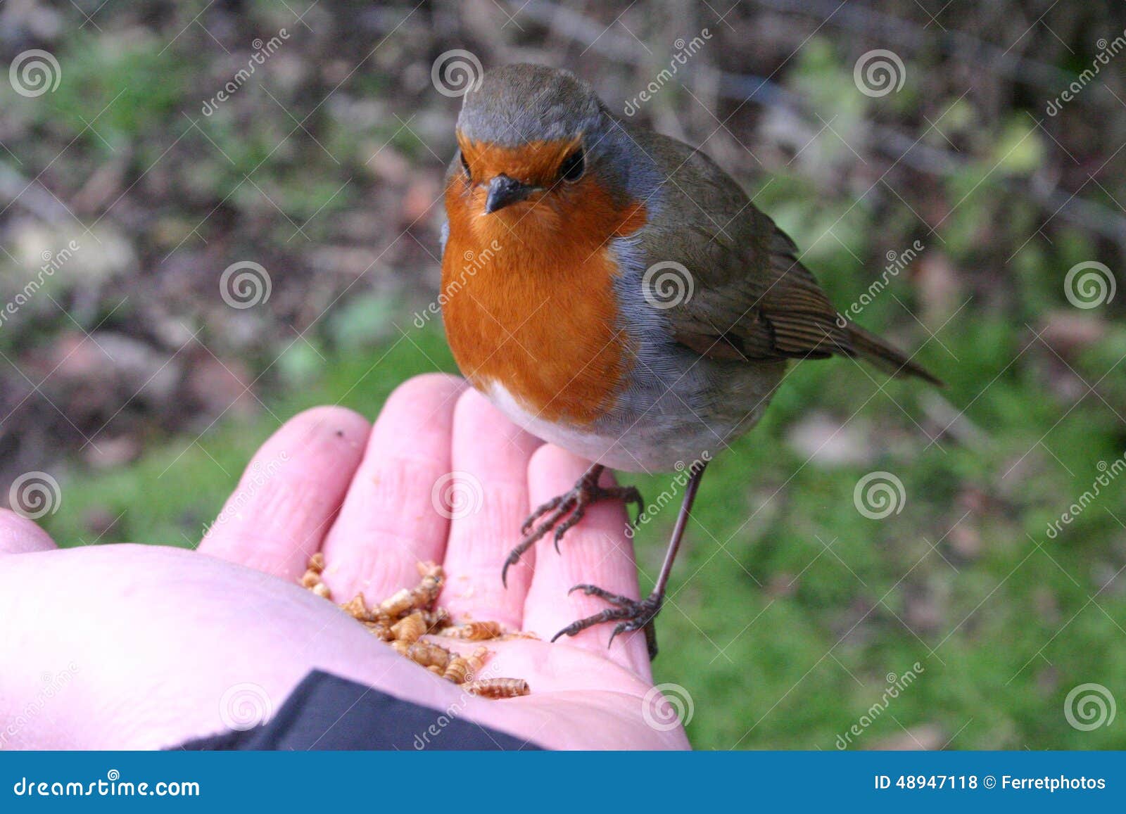 Robin stock photo. Image of robin, hand, bird, standing - 48947118