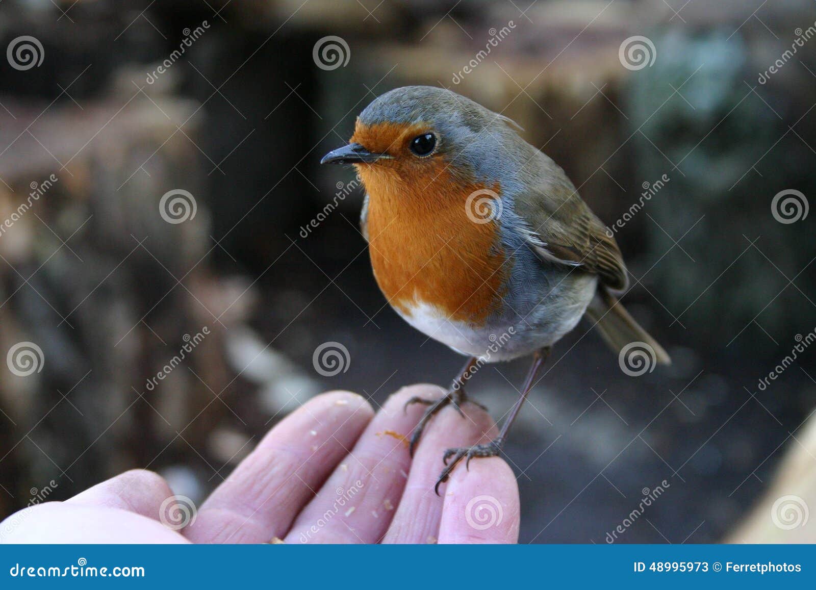 Robin stock image. Image of standing, hand, robin, finger - 48995973