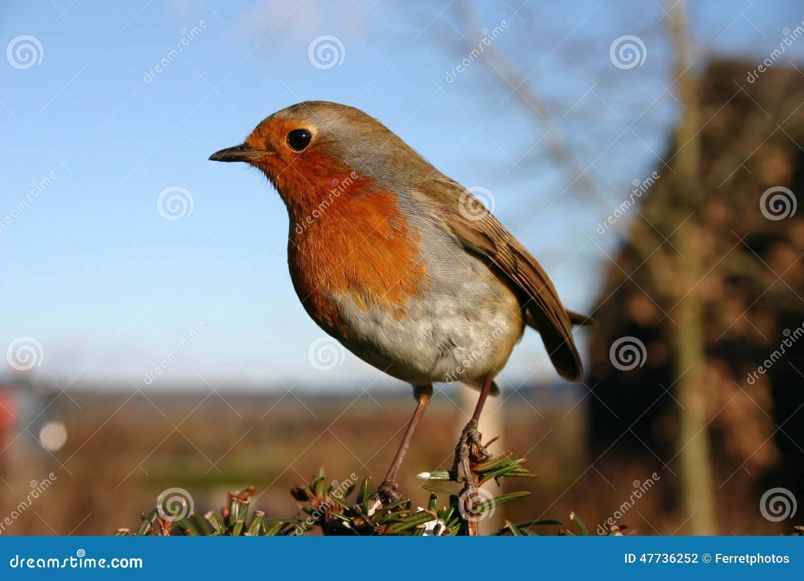Robin stock photo. Image of breast, standing, robin, blue - 47736252