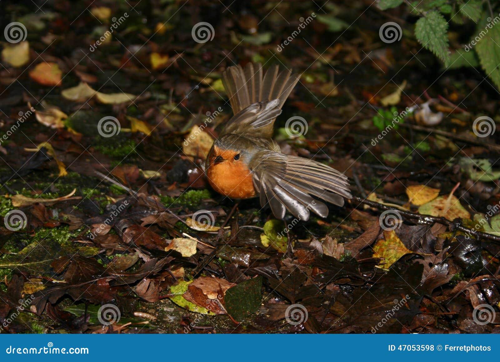 Robin stock photo. Image of takeoff, breast, robin, bird - 47053598