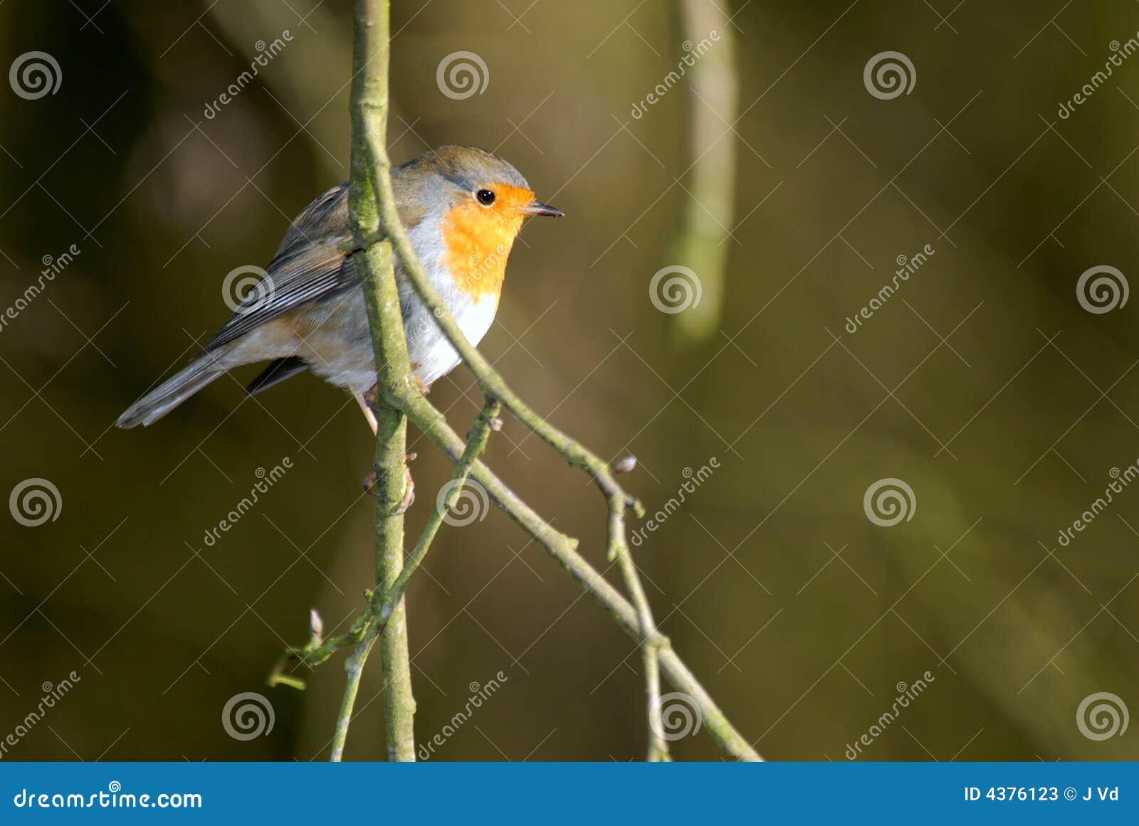 Robin red breast on branch stock image. Image of outside - 4376123