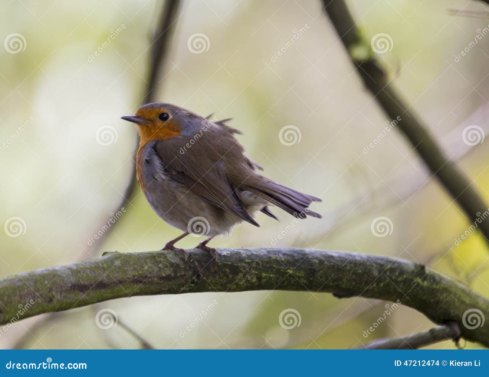 Robin Red Breast stock photo. Image of branch, holiday - 47212474