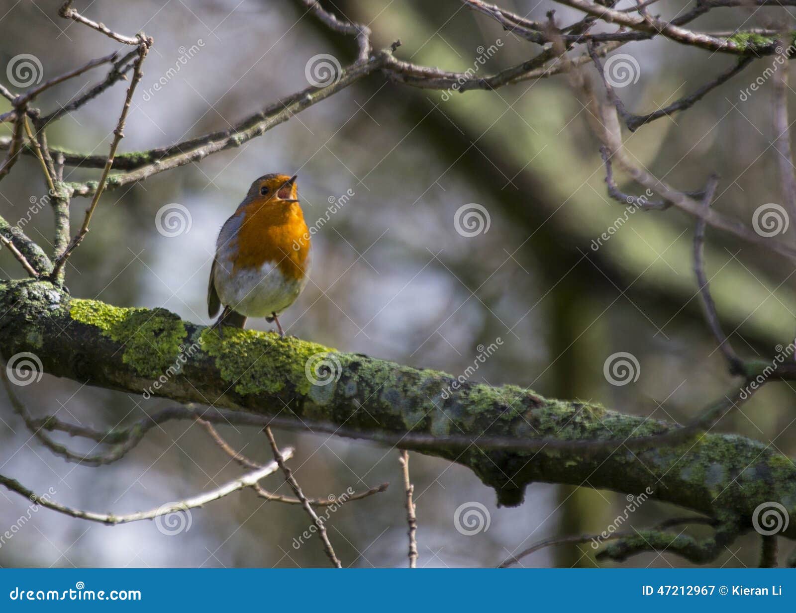 Robin Red Breast stock image. Image of perching, breast - 47212967