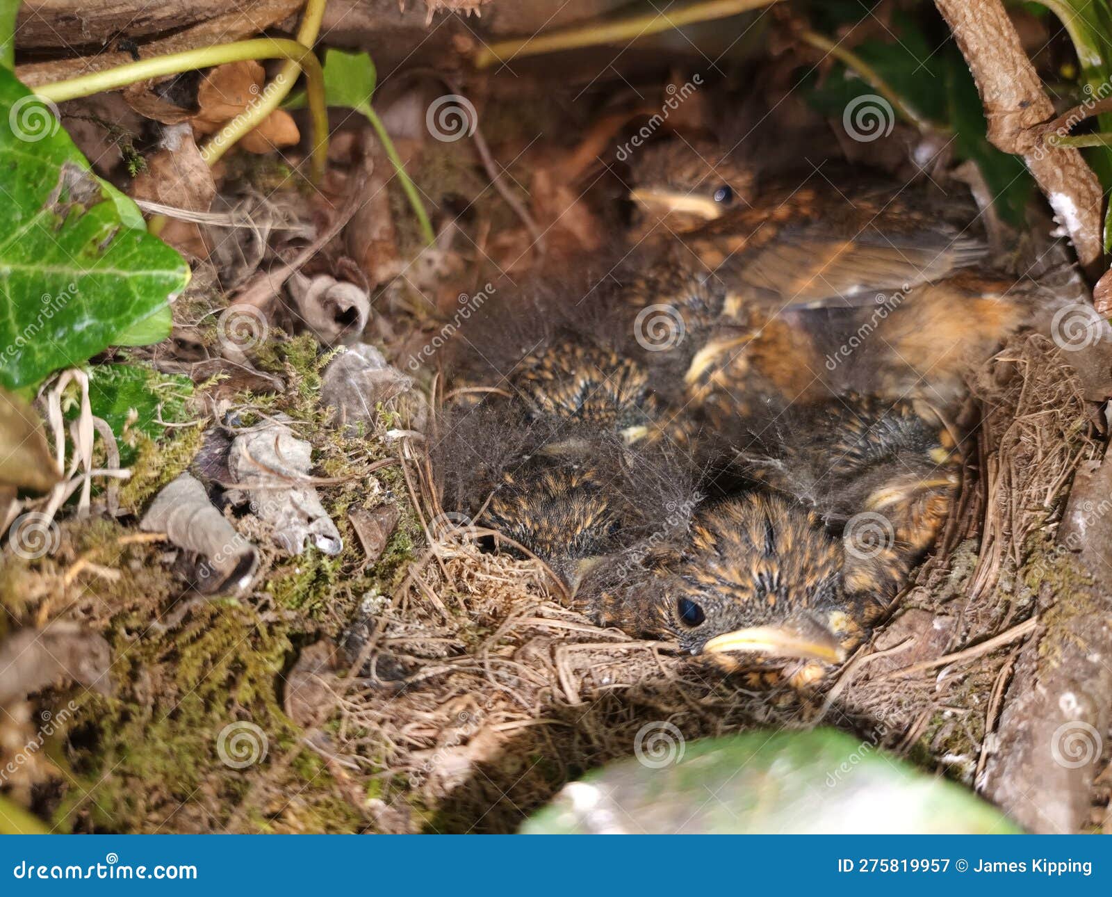 Robin Red-breast Chicks in Nest Stock Image - Image of animal, leaf ...