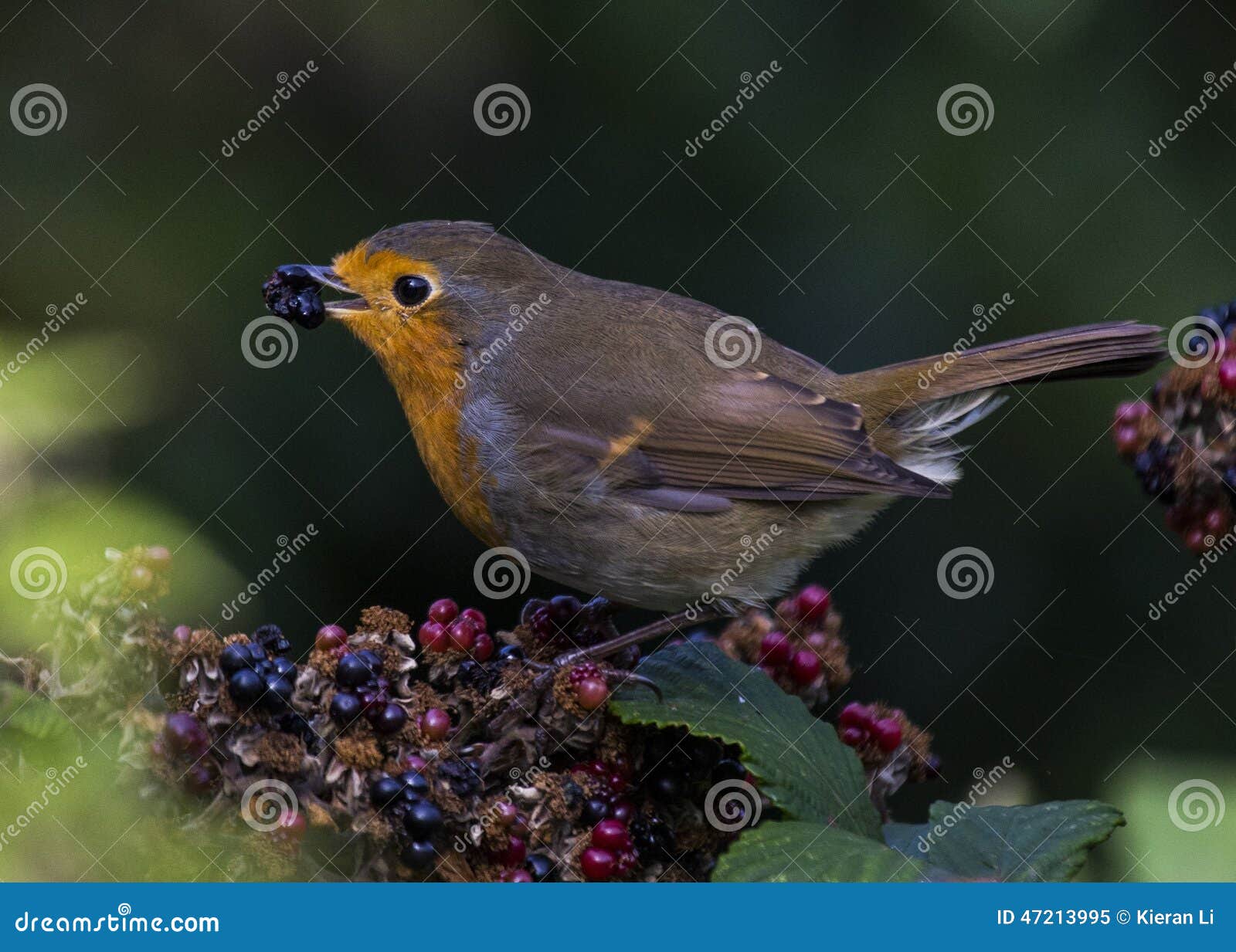 Robin Red Breast stock image. Image of calling, holiday - 47213995