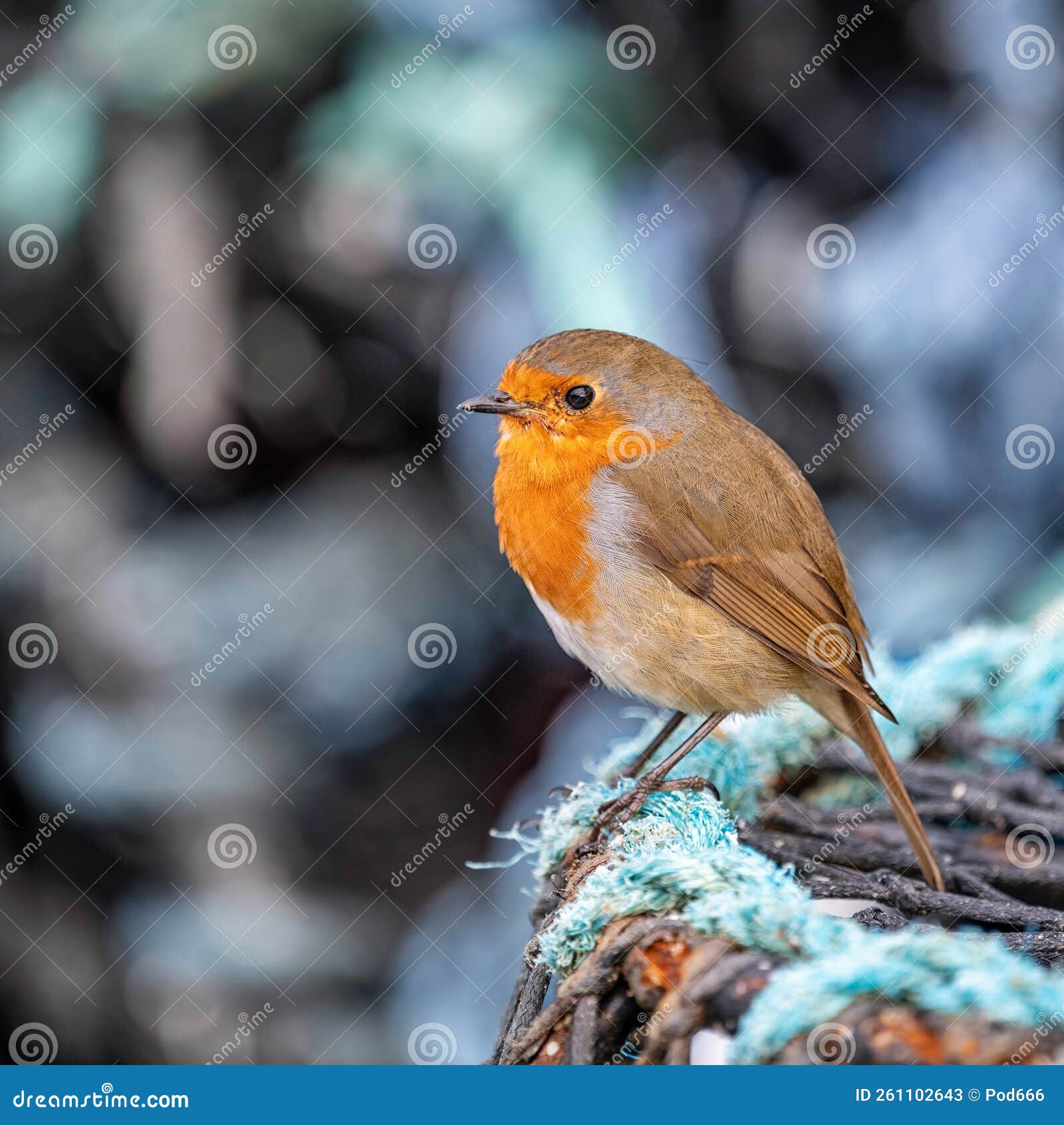 Robin Red Breast Erithacus Rubecula on Lobster Pot Stock Image - Image ...