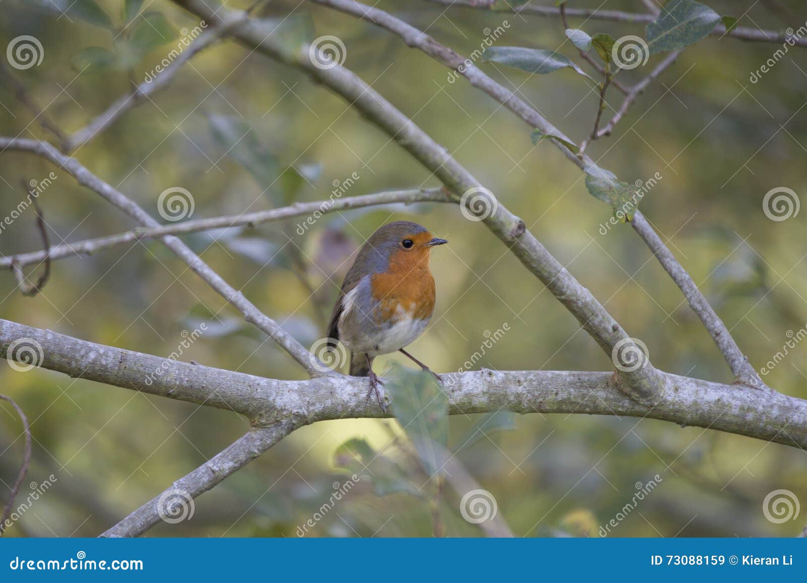 Robin Red Breast (Erithacus Rubecula) Stock Image - Image of orange ...