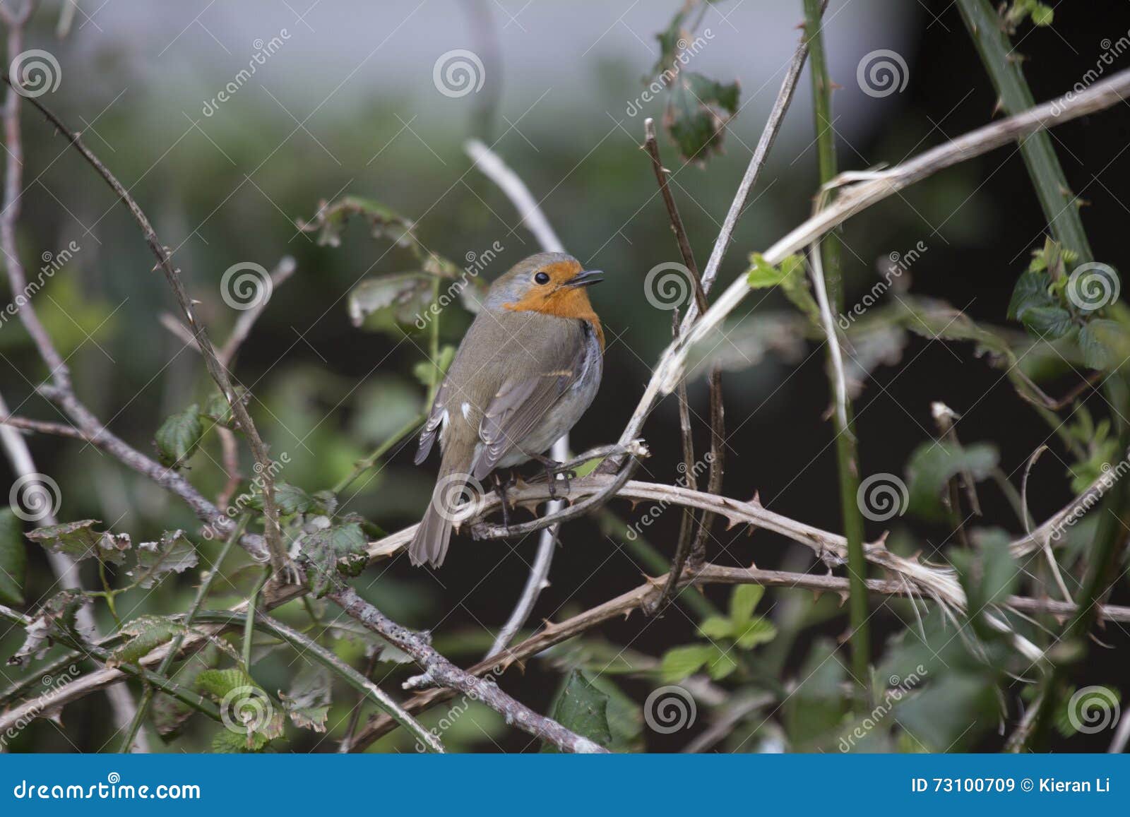 Robin Red Breast (Erithacus Rubecula) Stock Image - Image of adulation ...