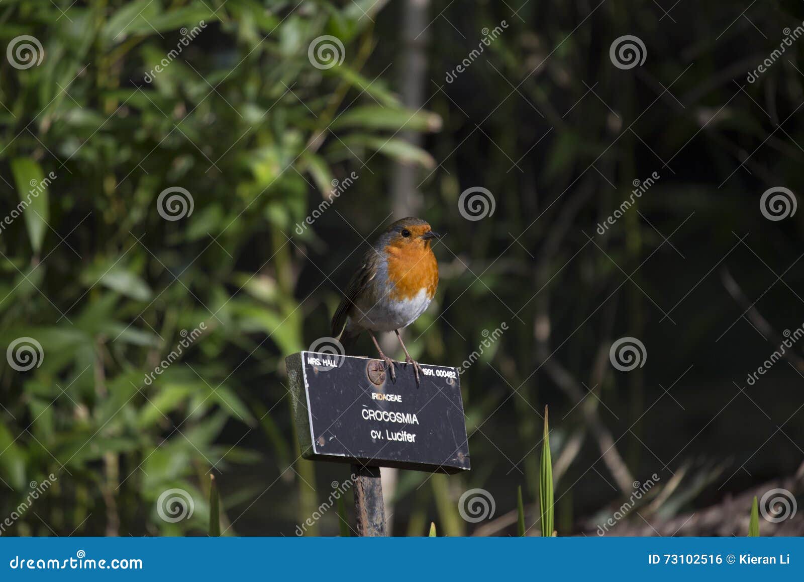 Robin Red Breast (Erithacus Rubecula) Stock Photo - Image of city ...