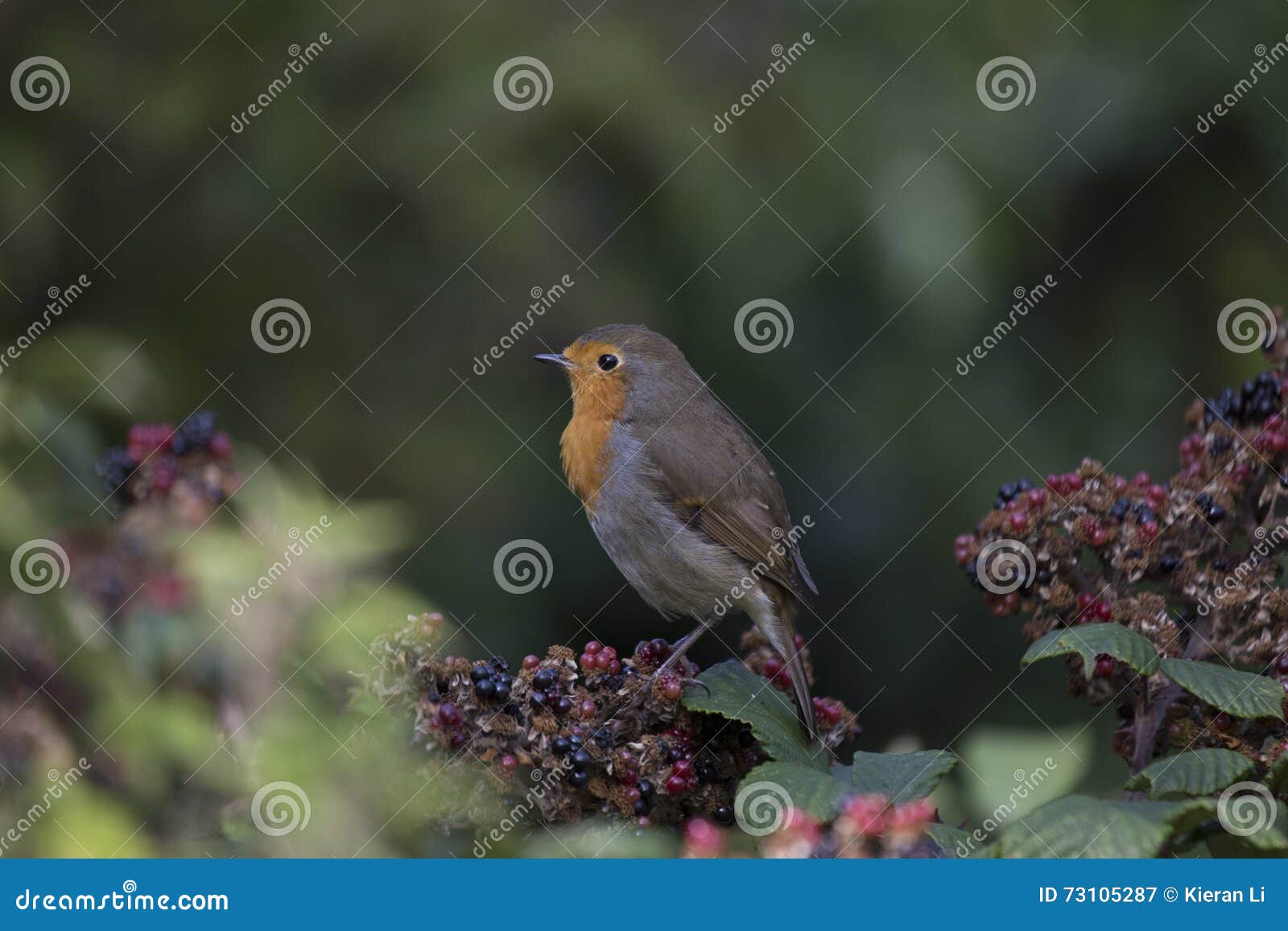 Robin Red Breast (Erithacus Rubecula) Stock Image - Image of cute ...