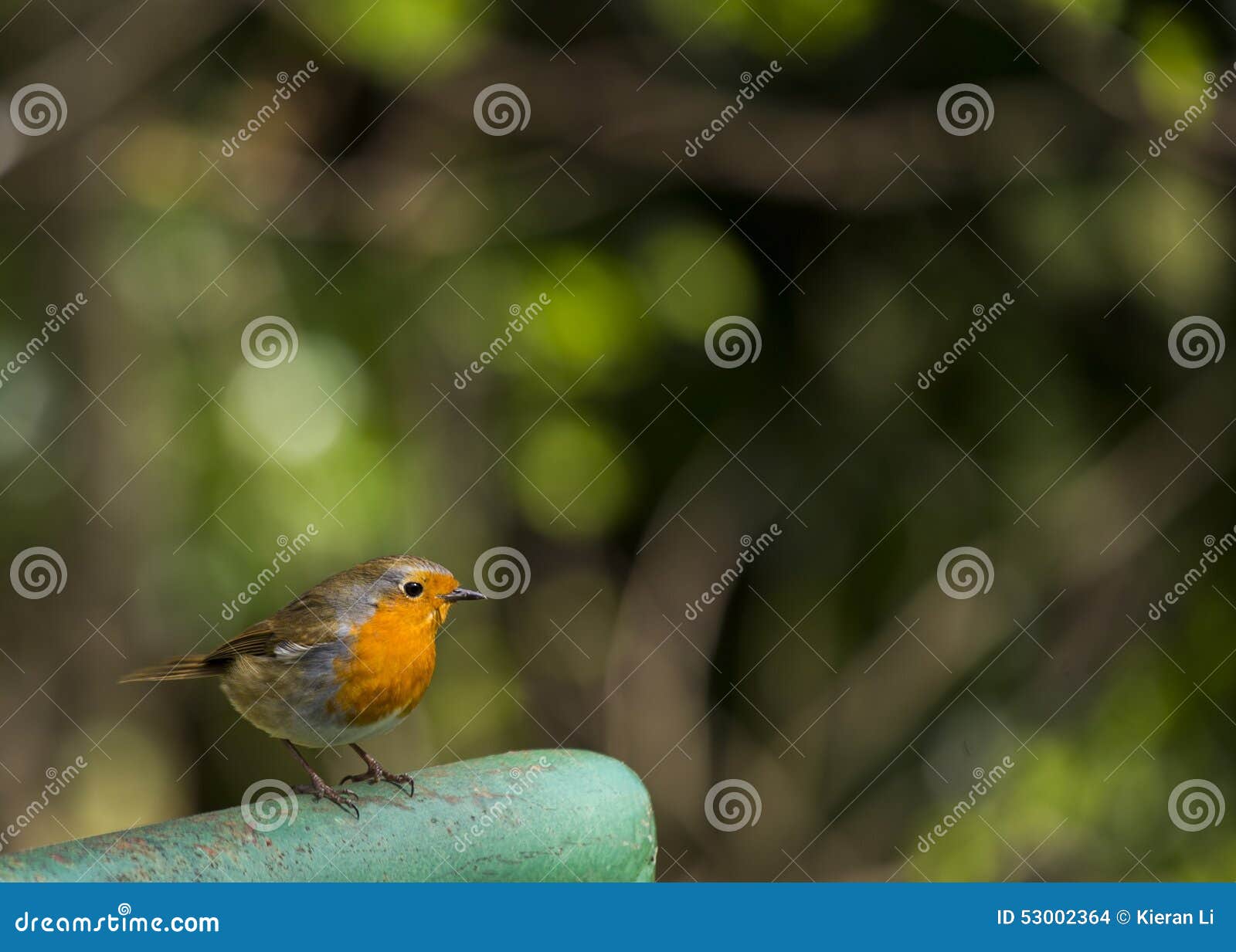Robin Red Breast (Erithacus Rubecula) Stock Photo - Image of european ...