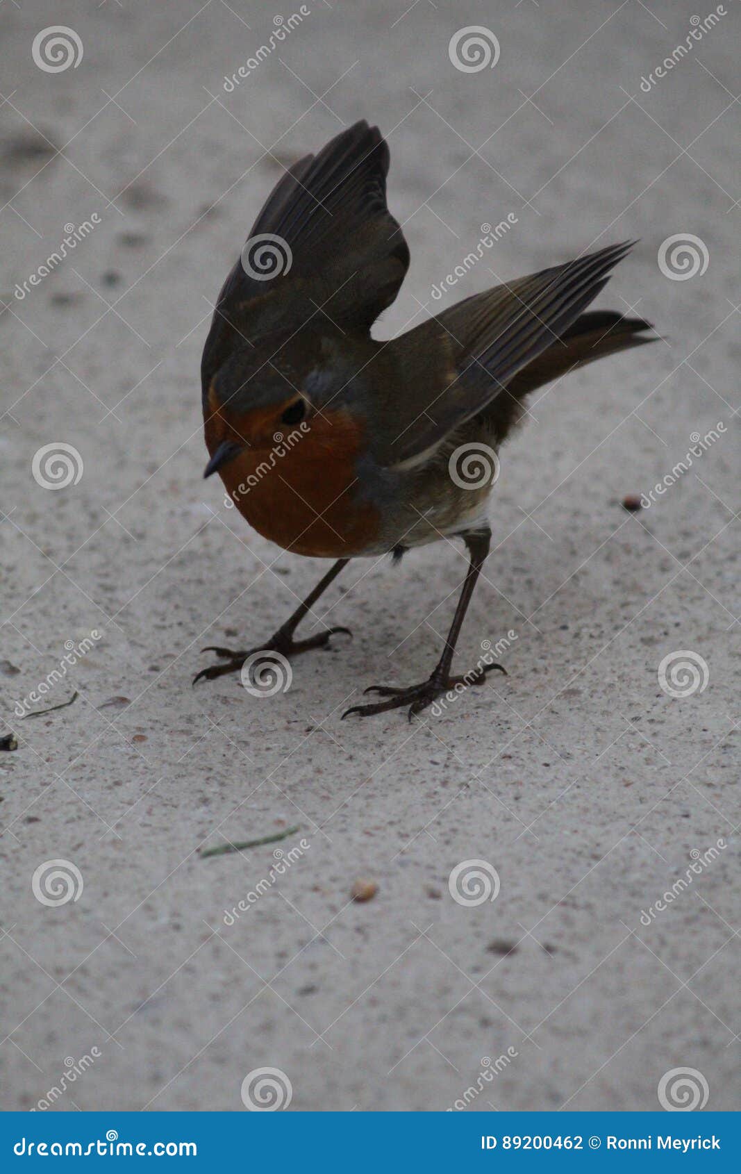Robin stock photo. Image of wings, feathers, back, britain - 89200462