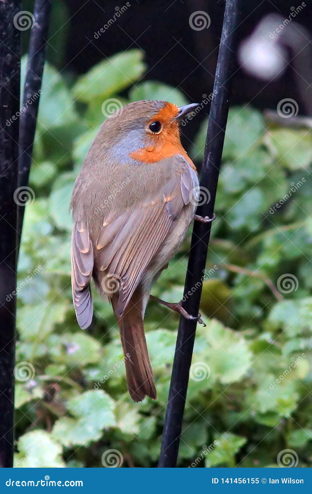 Robin Red Breast stock image. Image of spring, pole - 141456155