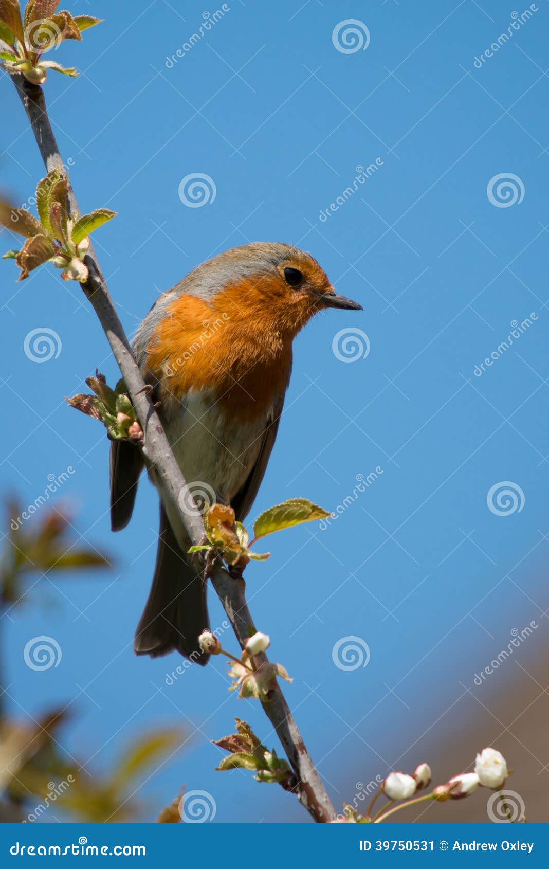 Robin Red Breast stock image. Image of wildlife, rubecula - 39750531
