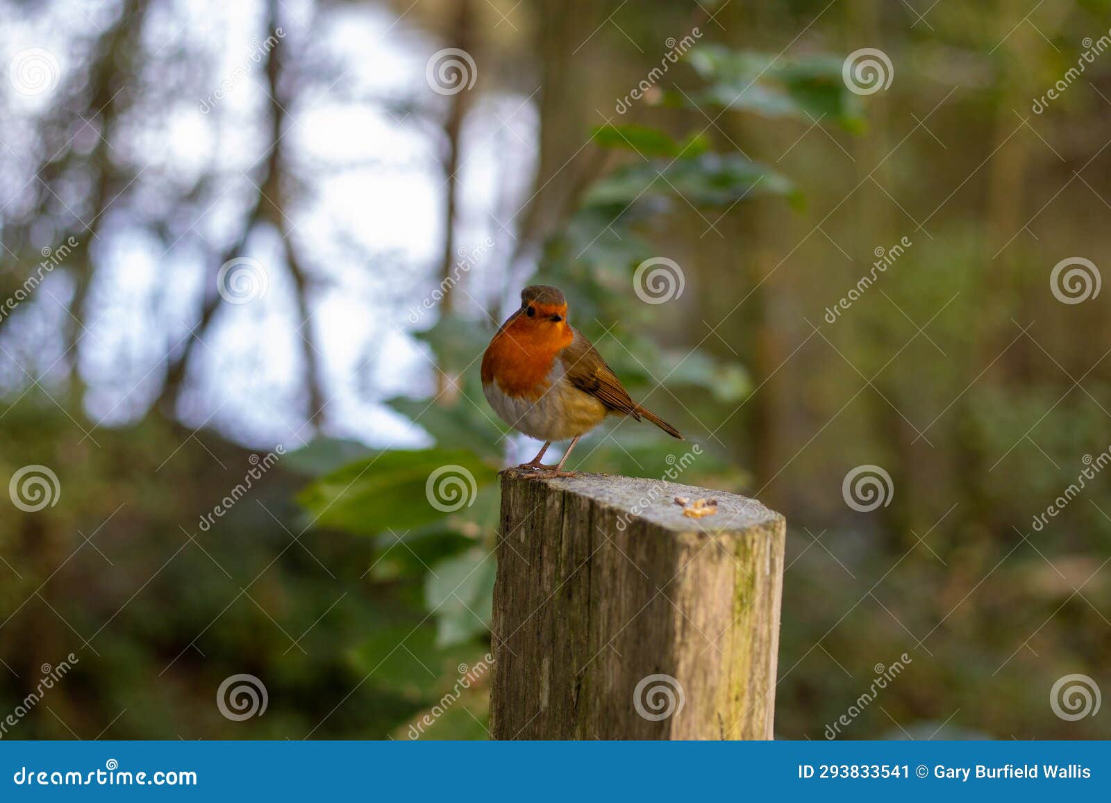 Robin red breast on a post stock image. Image of avian - 293833541