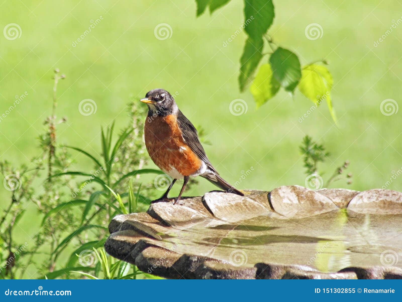 Robin Red Breast Resting on the Edge of a Bird Bath Stock Image - Image ...