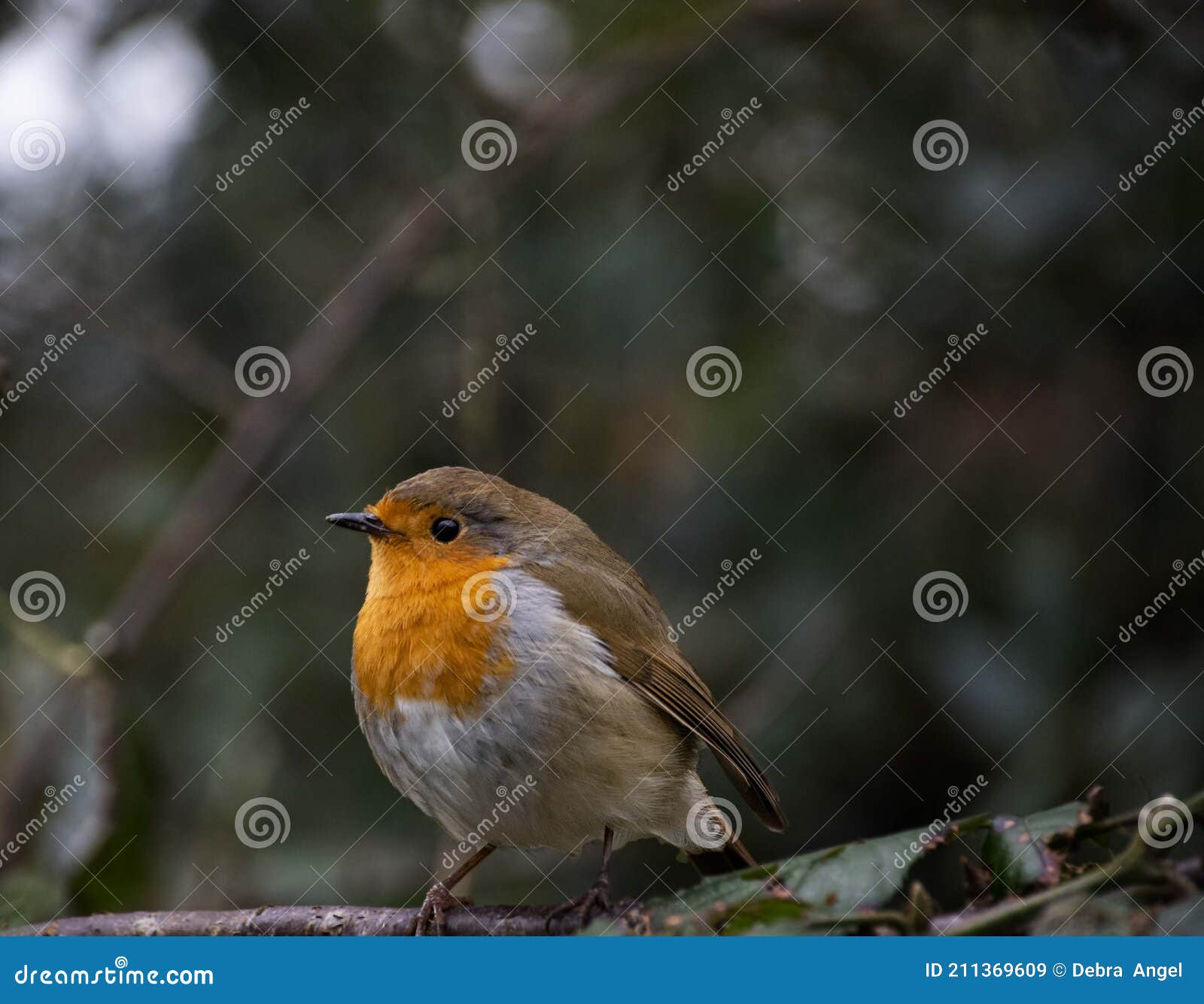 Robin Red Breast Sitting in Tree Stock Image - Image of avian, europe ...