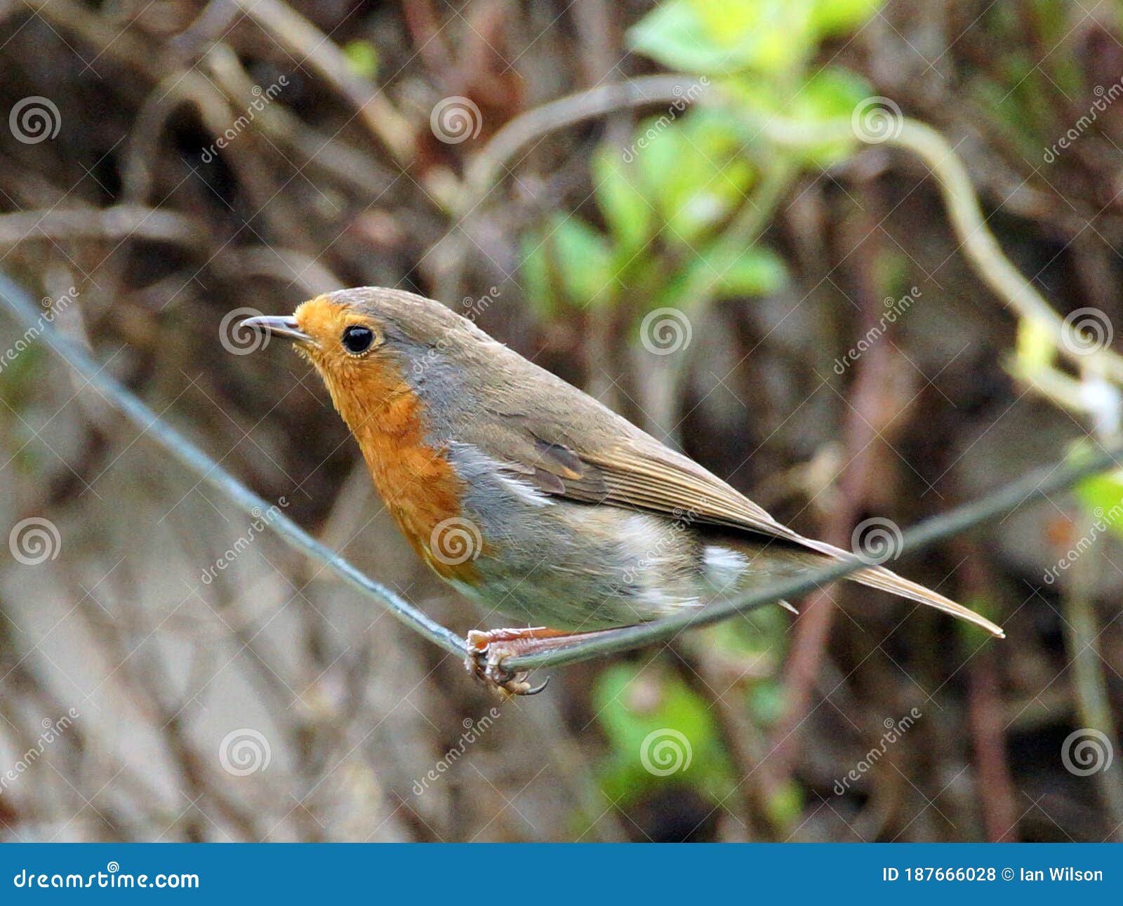 Robin Red Breast stock photo. Image of birds, feather - 187666028