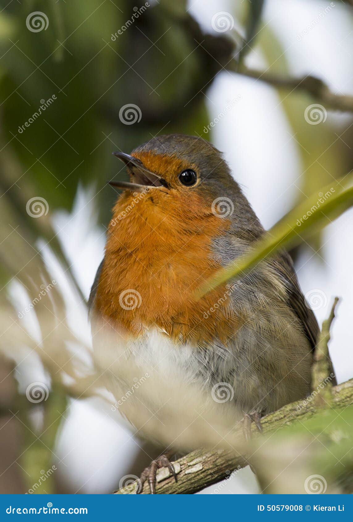 Robin Red Breast stock photo. Image of bird, beauty, nature - 50579008