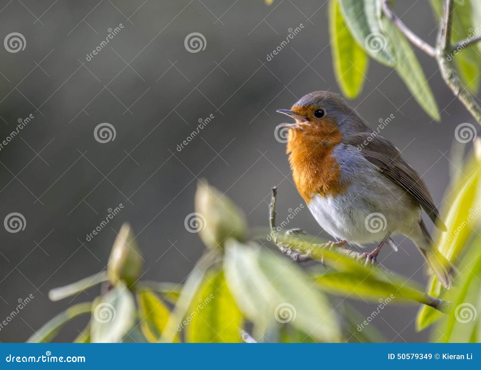 Robin Red Breast stock image. Image of breast, cute, holiday - 50579349