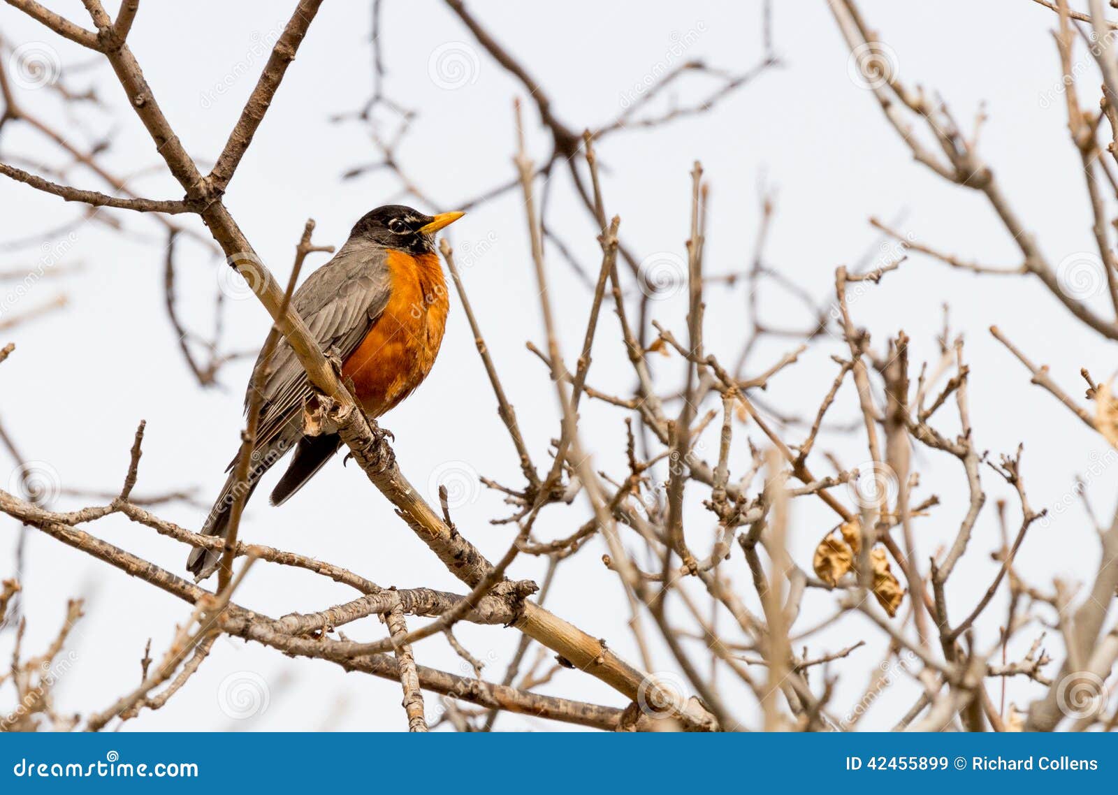 Robin Red Breast stock image. Image of wild, perched - 42455899