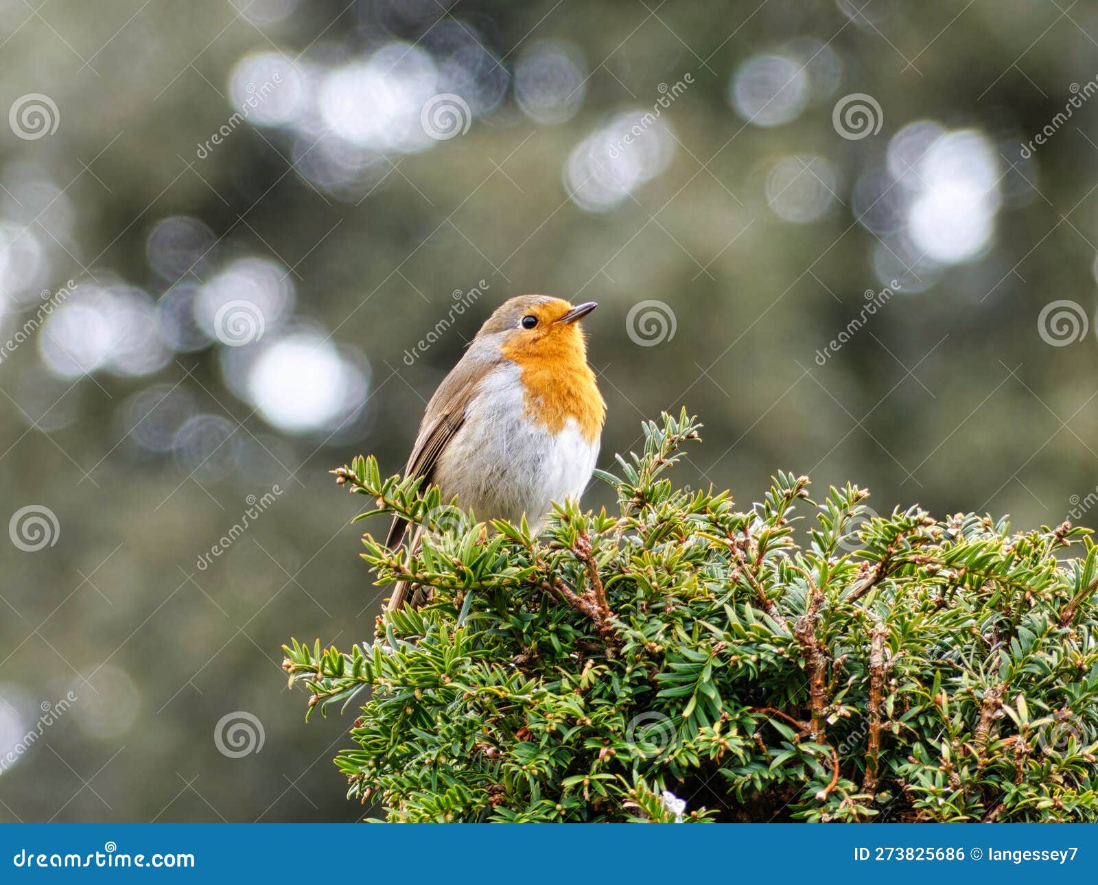 Robin red breast on a tree stock photo. Image of beak - 273825686