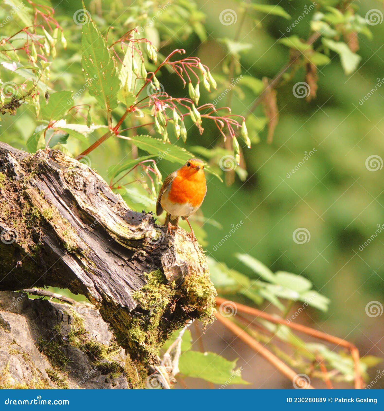 Robin Red Breast in Woodland. Stock Image - Image of robin, nature ...