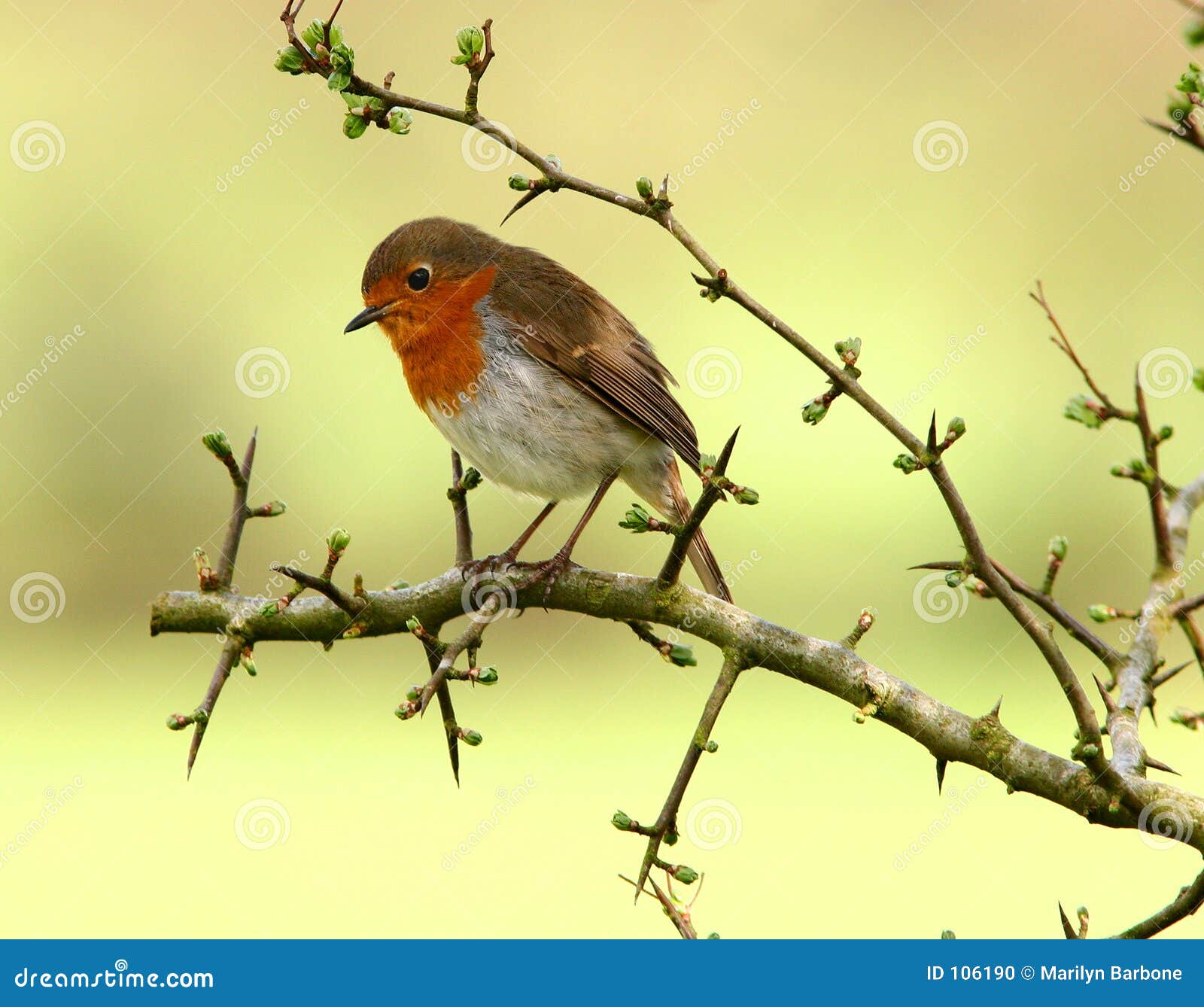 Robin Redbreast stock photo. Image of springtime, branch - 106190