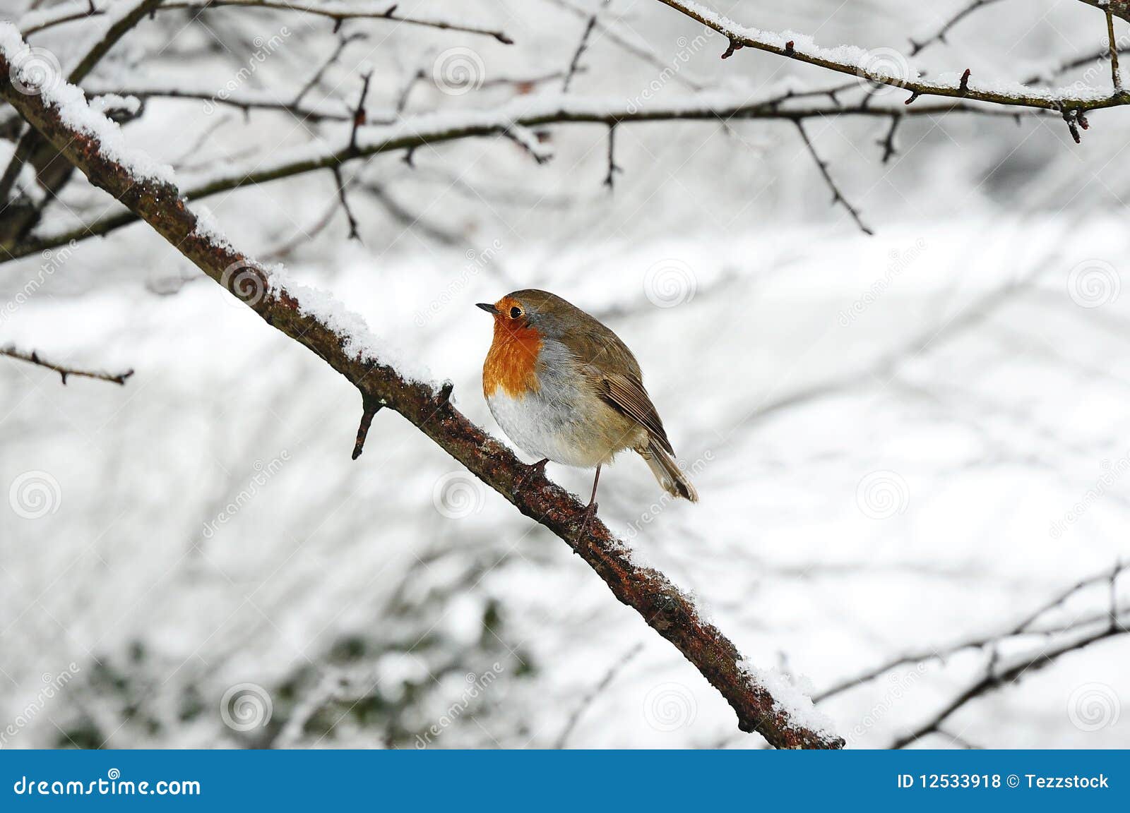 Robin redbreast stock photo. Image of tree, redbreast - 12533918