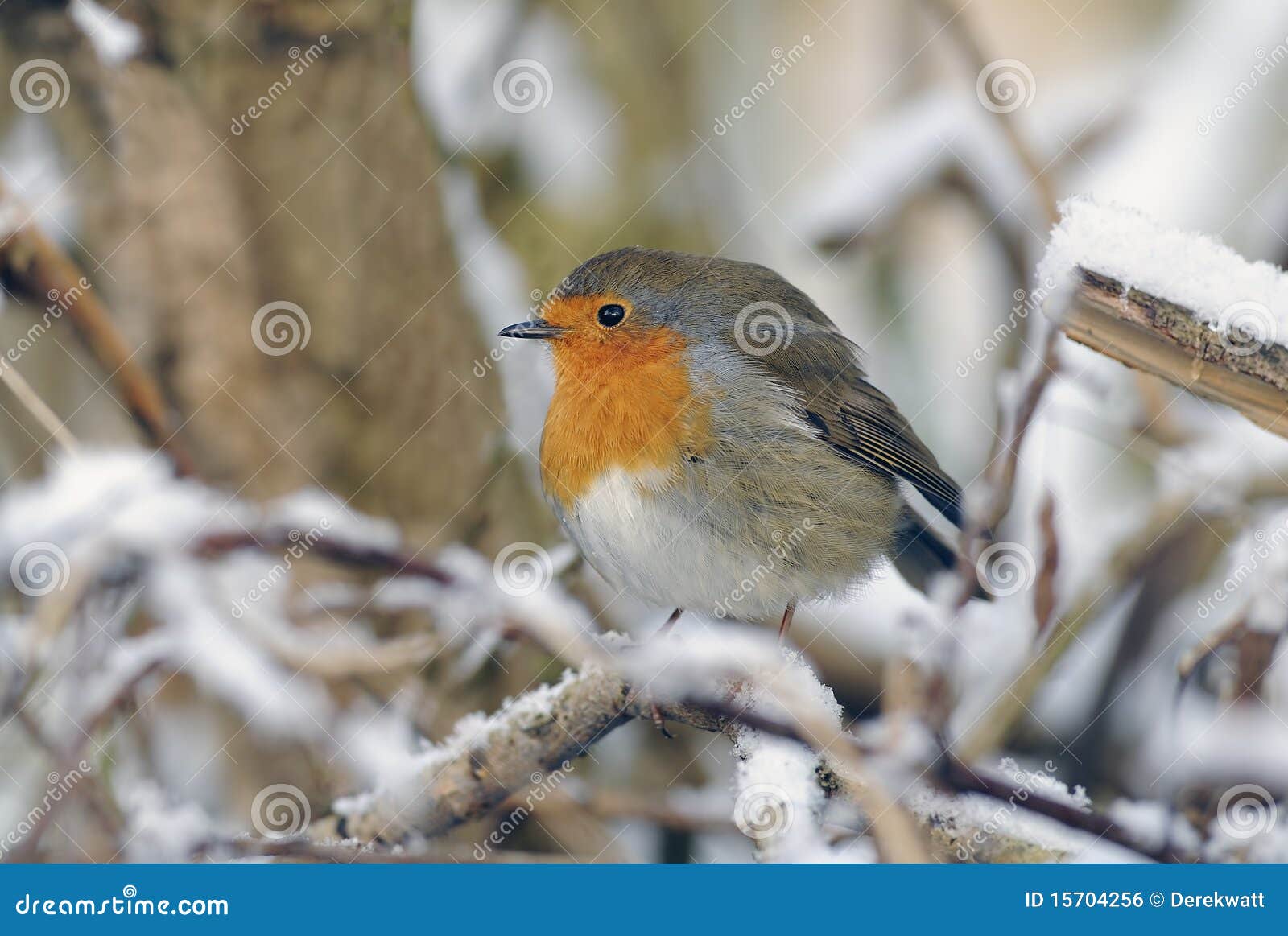 Robin redbreast stock photo. Image of redbreast, cold - 15704256