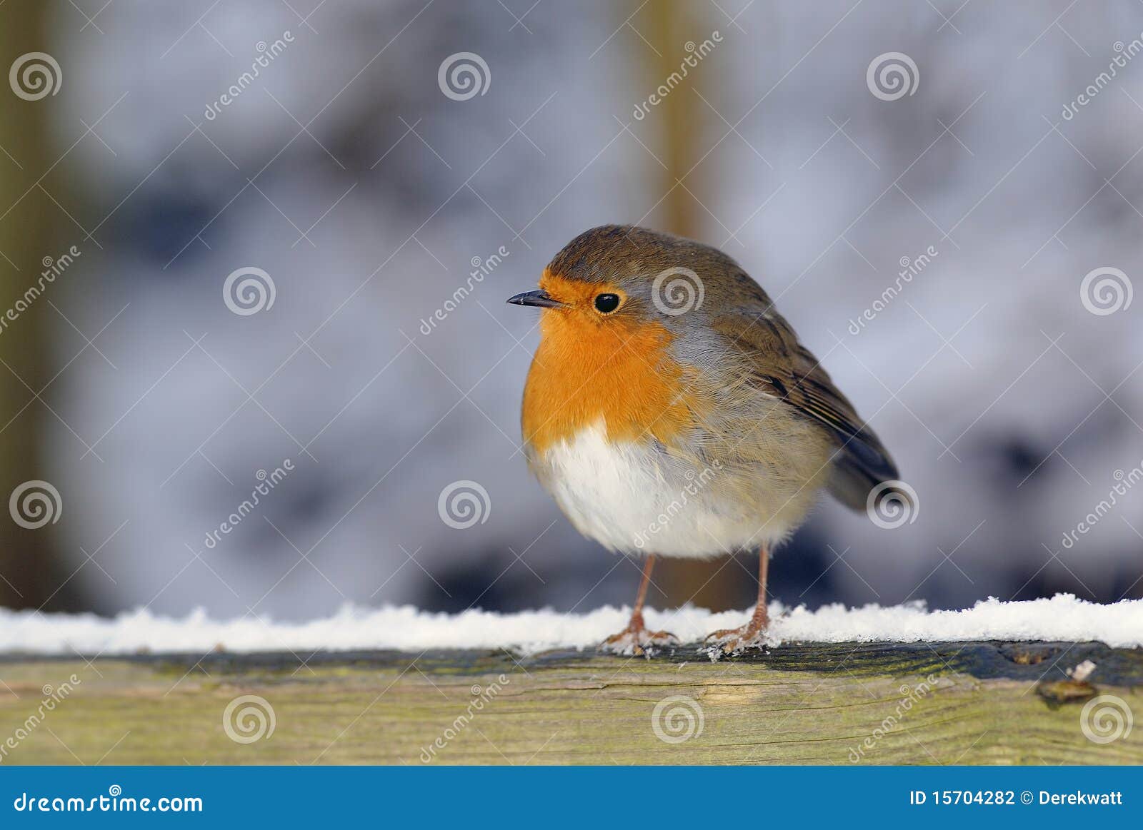 Robin redbreast () stock photo. Image of snow, birdtable - 15704282