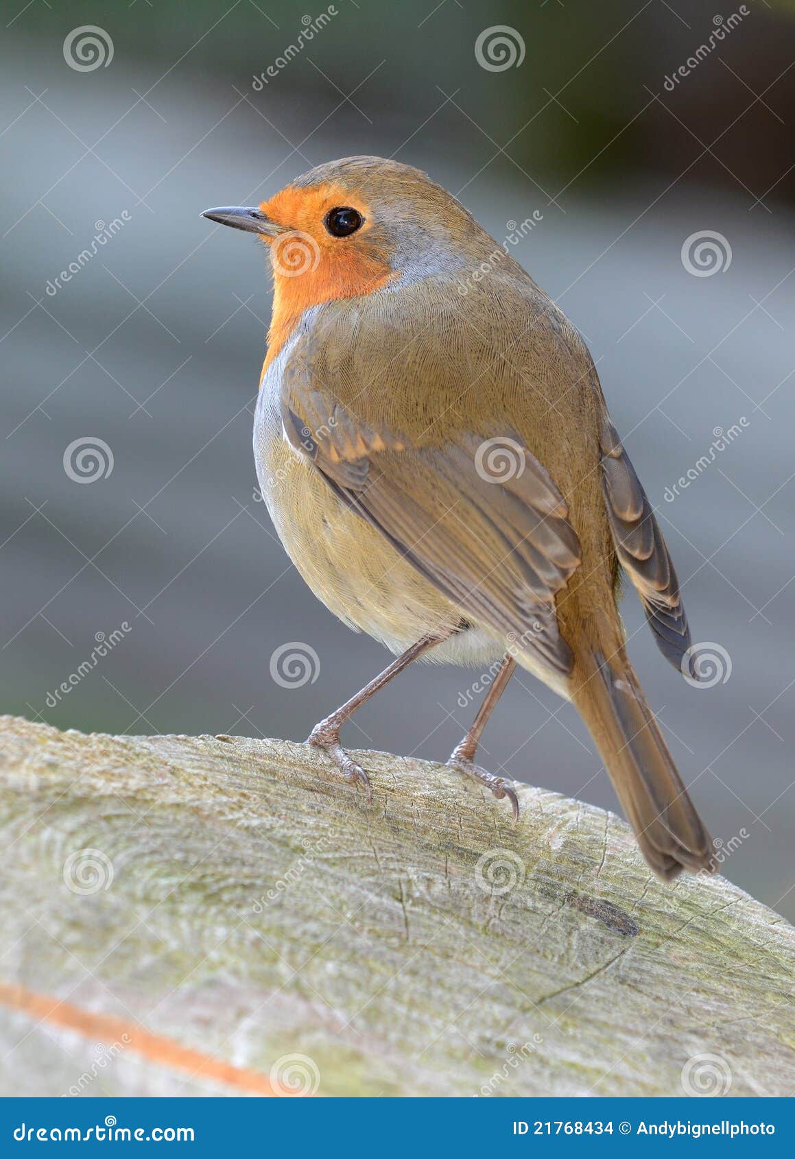 Robin Redbreast On Tree Branch Ropner Park Stock Photography ...